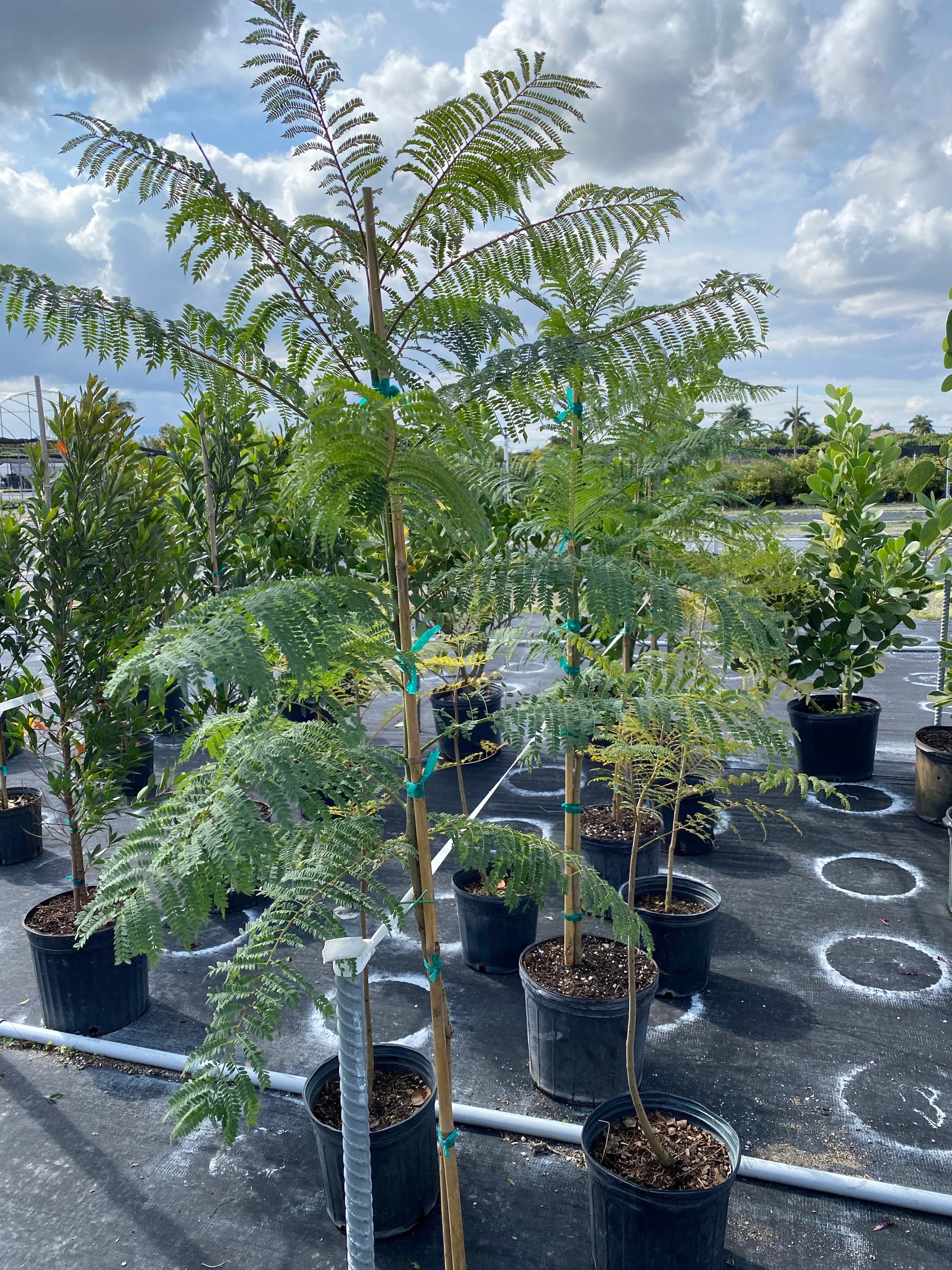 Shop Our Purple Jacaranda Tree Mimosifolia | Eureka Farms