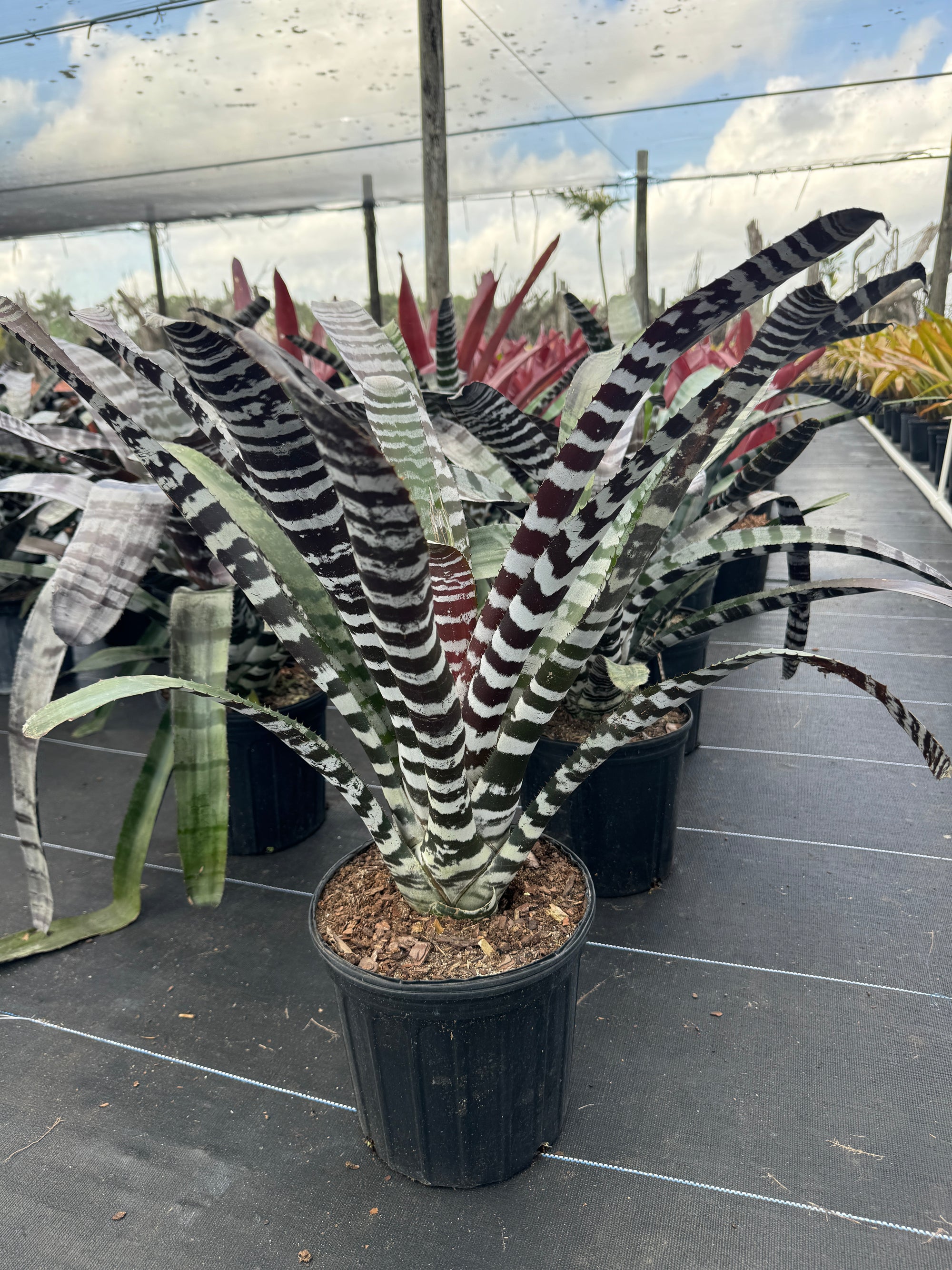 Bromeliad Aechmea Chantinii 'Black Paradise' | Eureka Farms