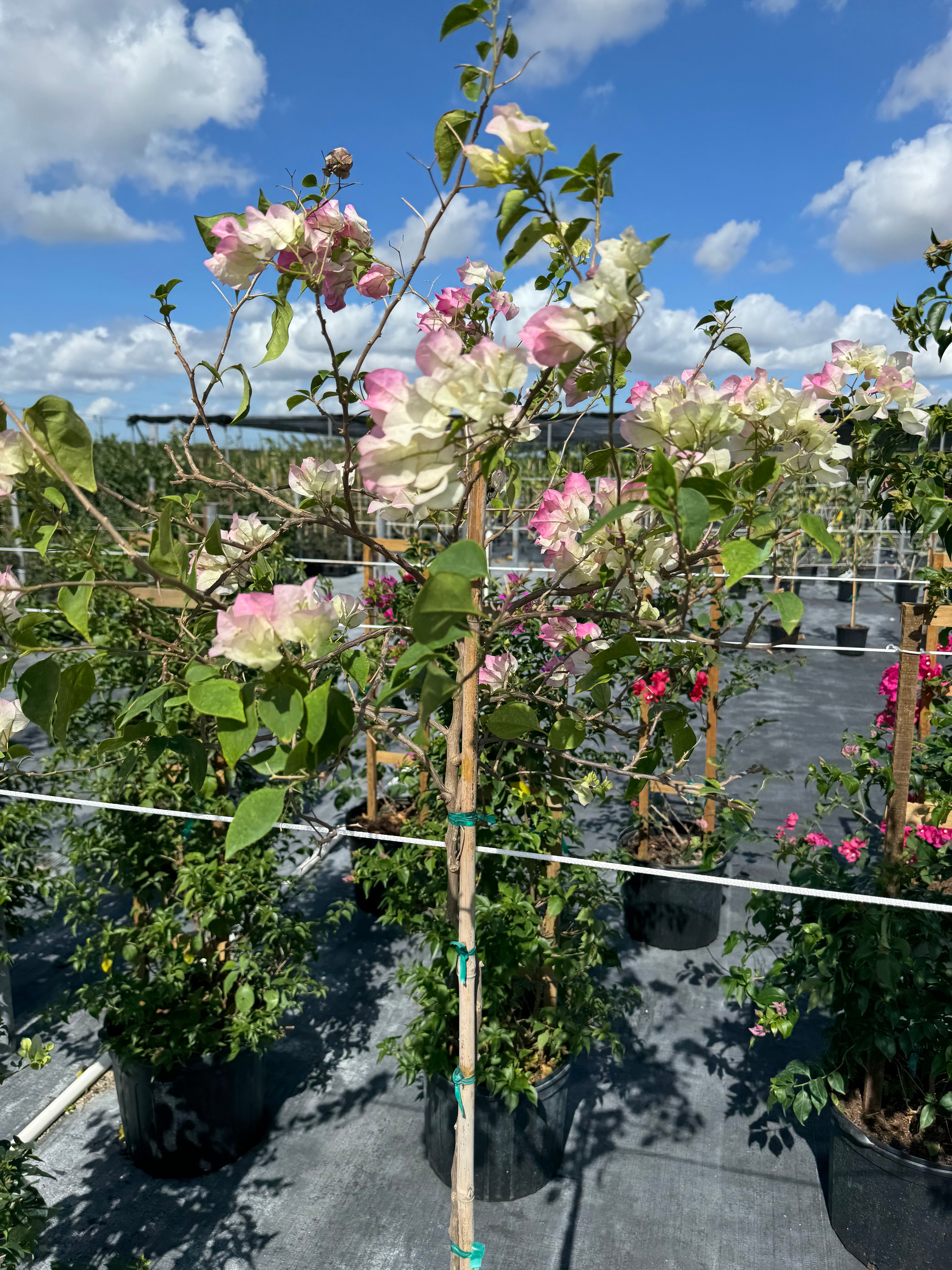 Bougainvillea White-Pink Flower Tree Like Form, Single Trunk Flowering ...