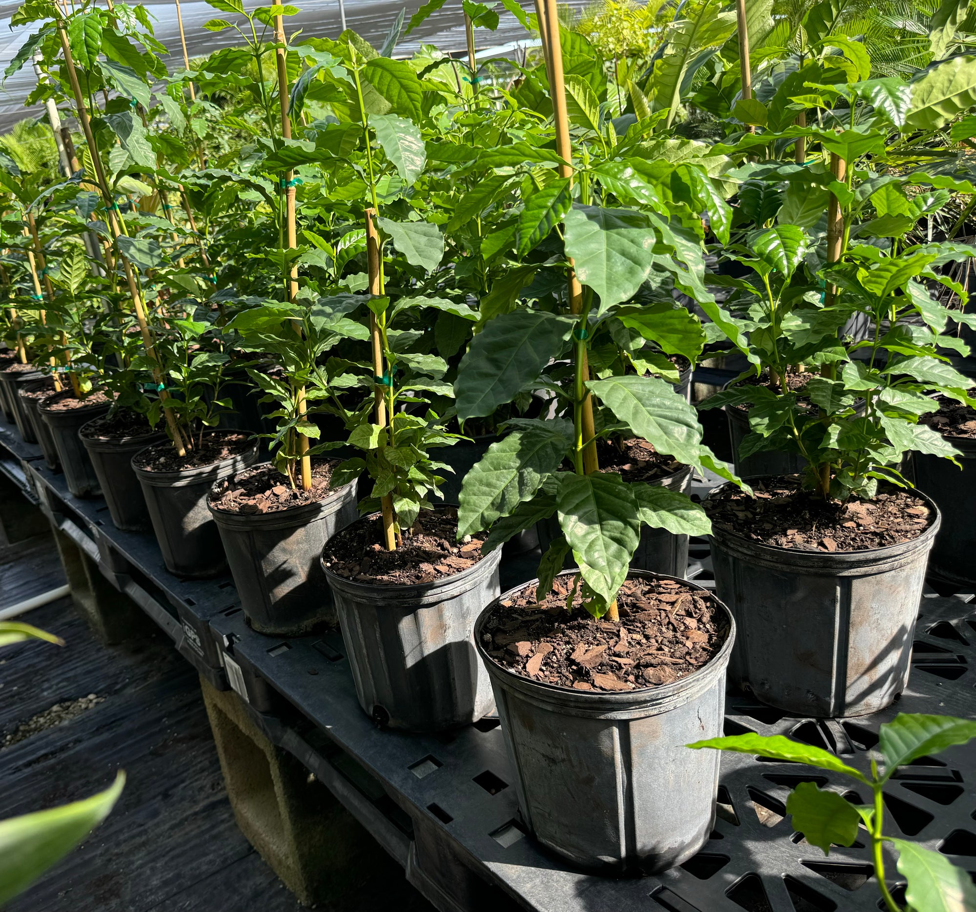 Explore Our Arabica Coffee Fruit Tree | Eureka Farms