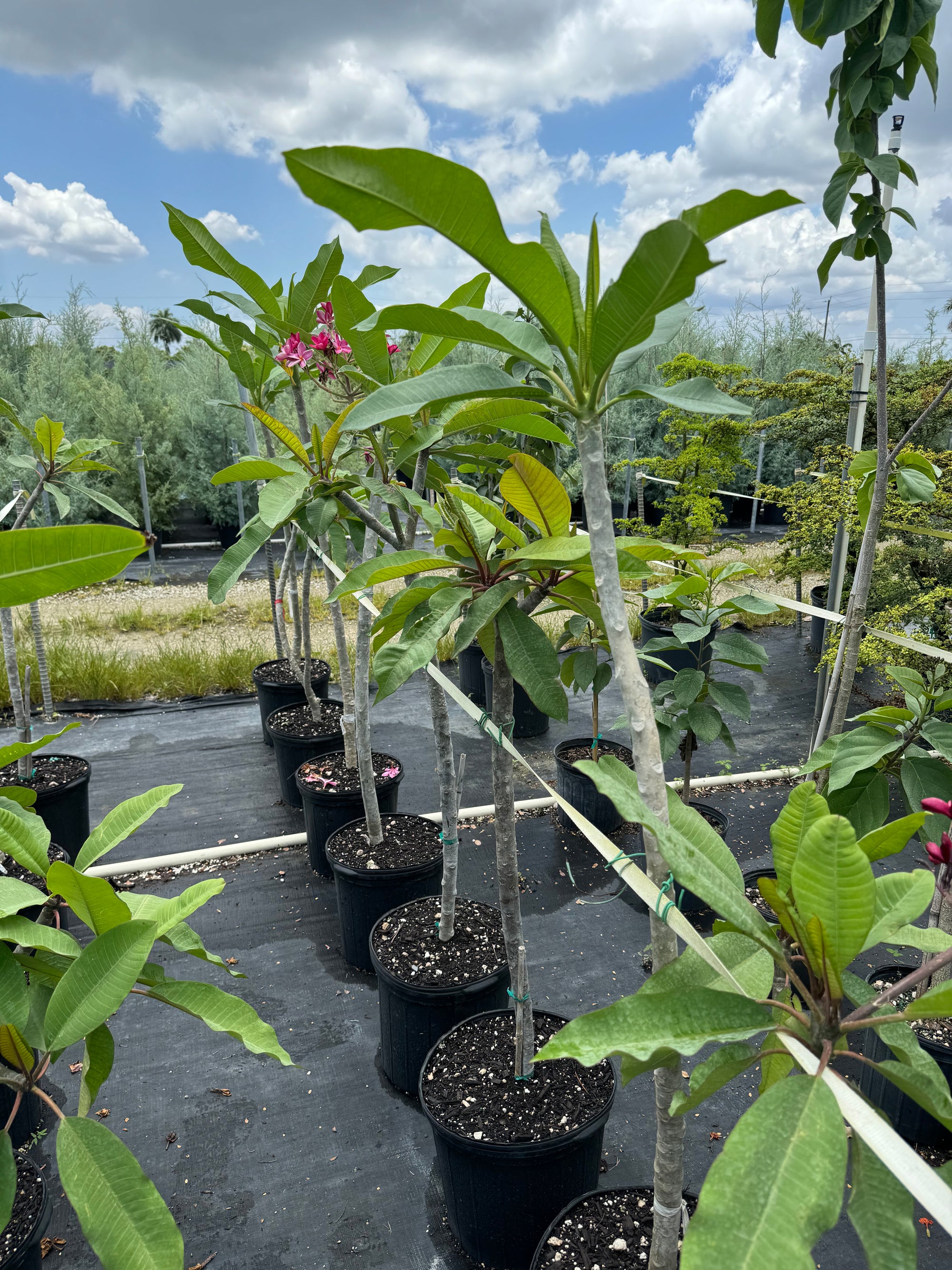 Explore Our Plumeria Frangipani Red Orchid Flowering Tree | Eureka Farms