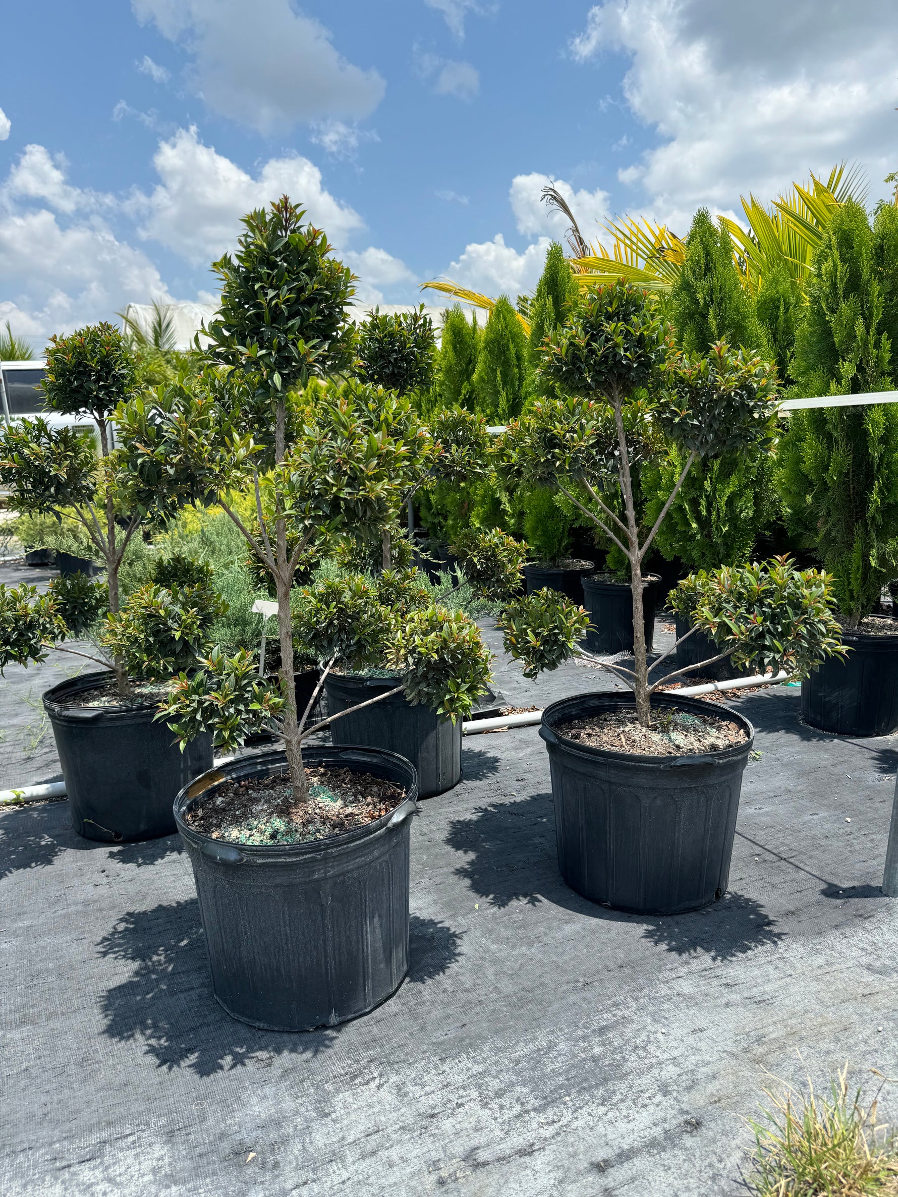 Topiary Eugenia Pom Pom, Hand Pruned for Patios and Outdoor Decor ...