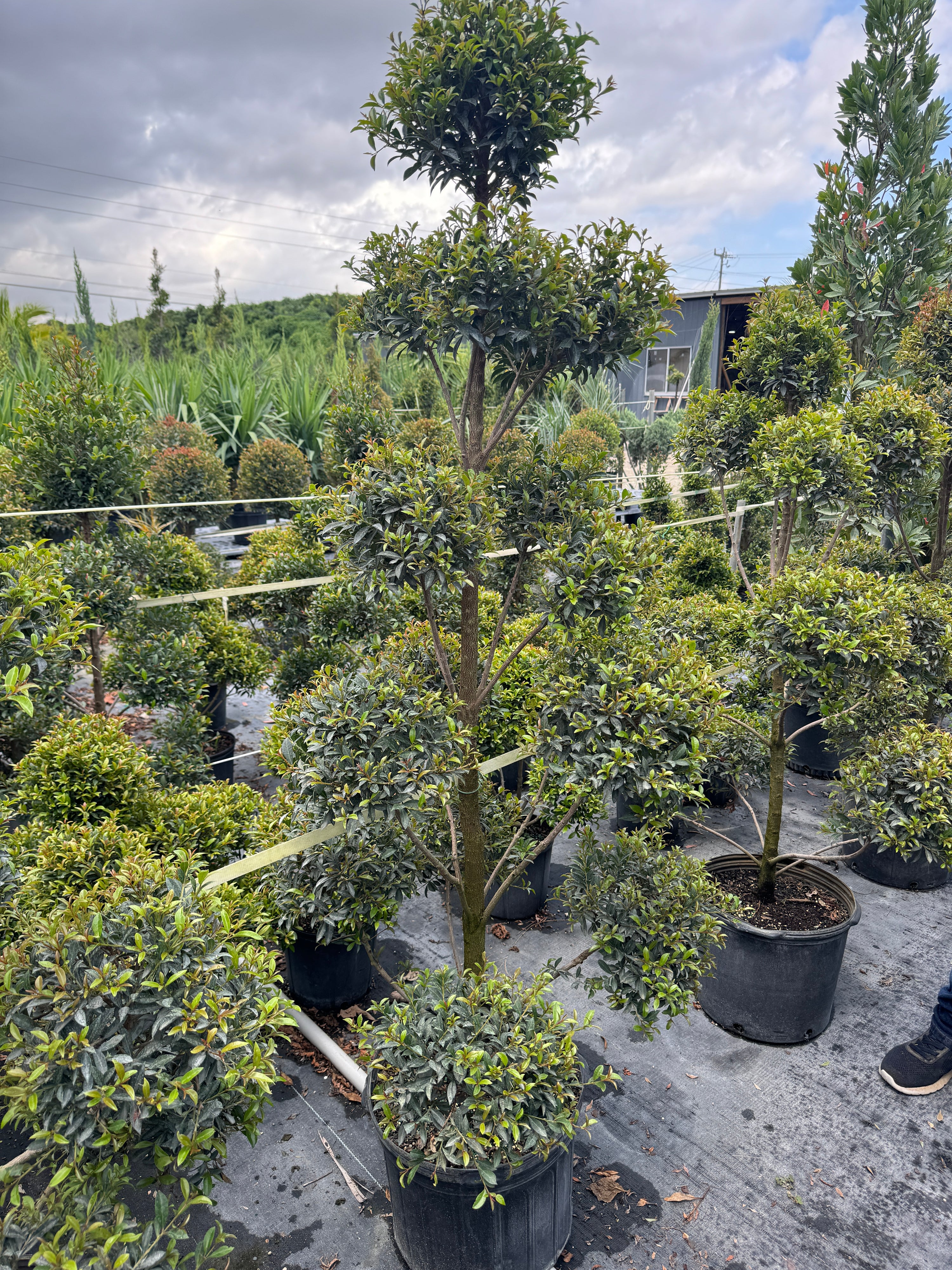 Topiary Eugenia Pom Pom, Hand Pruned for Patios and Outdoor Decor ...