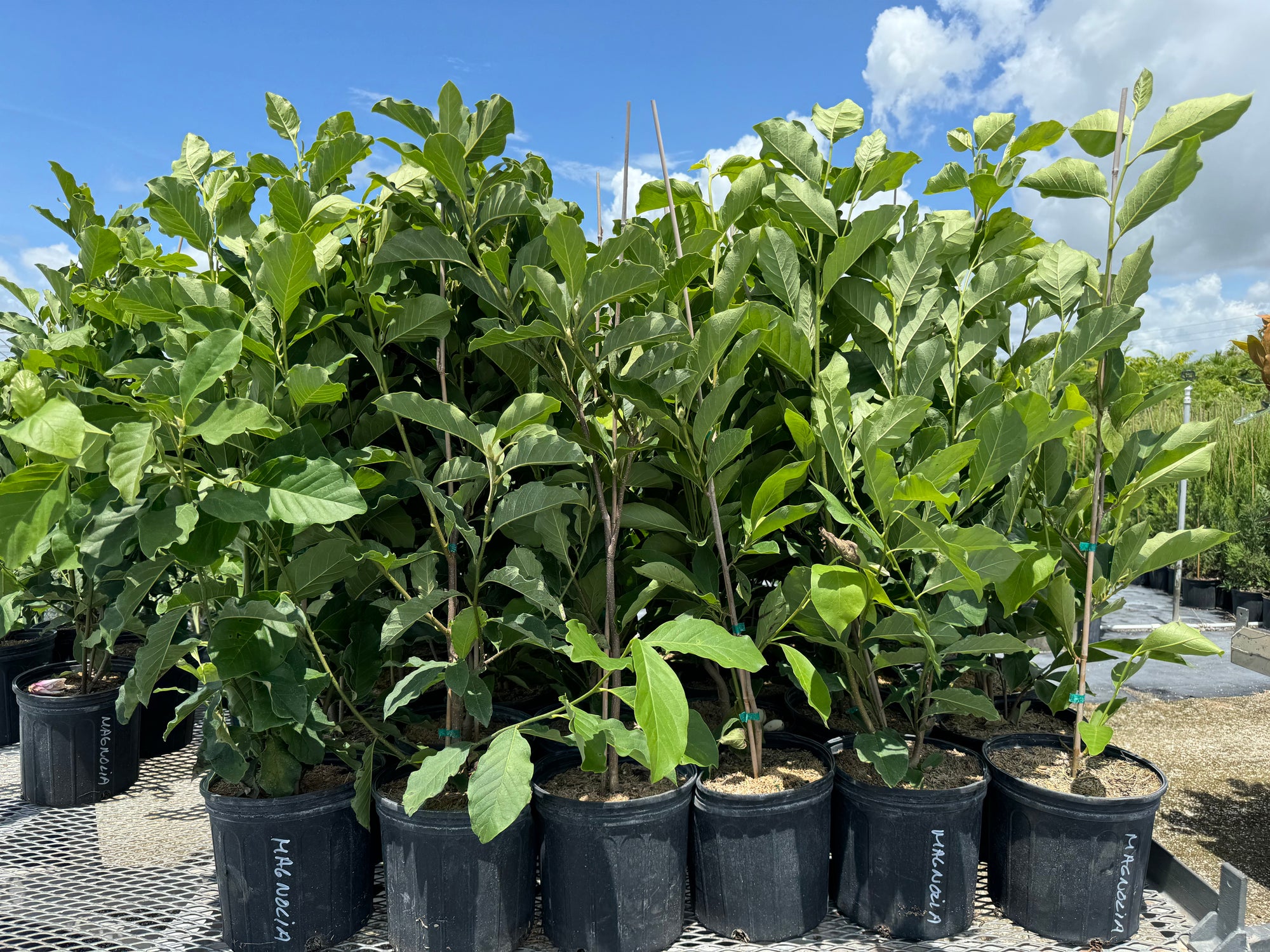 Buy the Jane Magnolia Grandiflora Flowering Tree | Eureka Farms