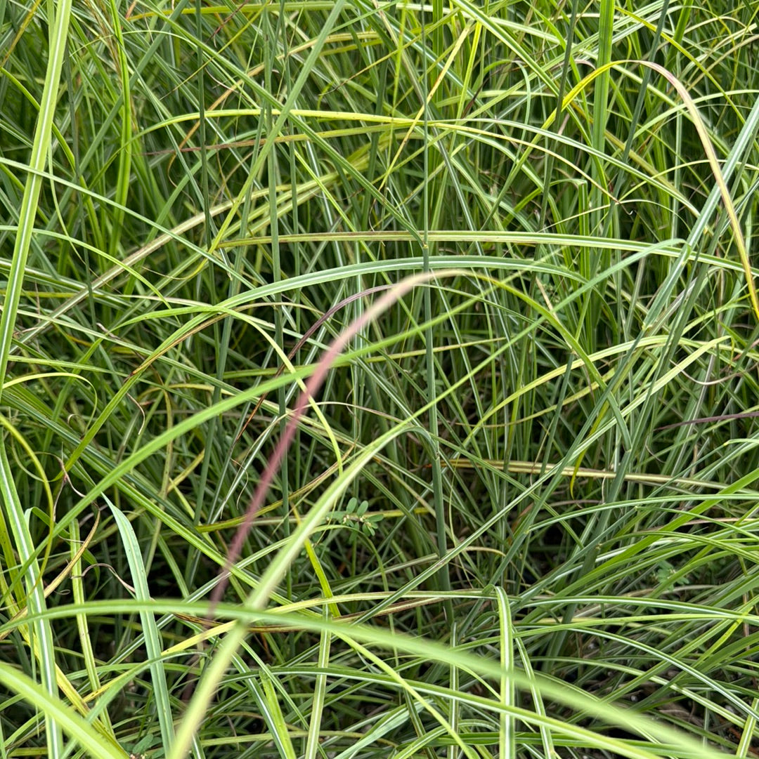 Try the Maiden Grass Little Miss Dwarf | Eureka Farms