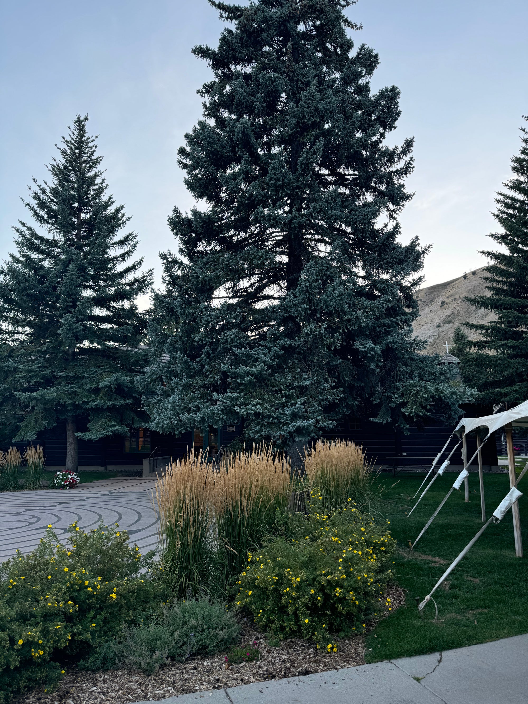 Feather Reed Grass, Karl Foerster | Buy 9pcs Save More – Eureka Farms