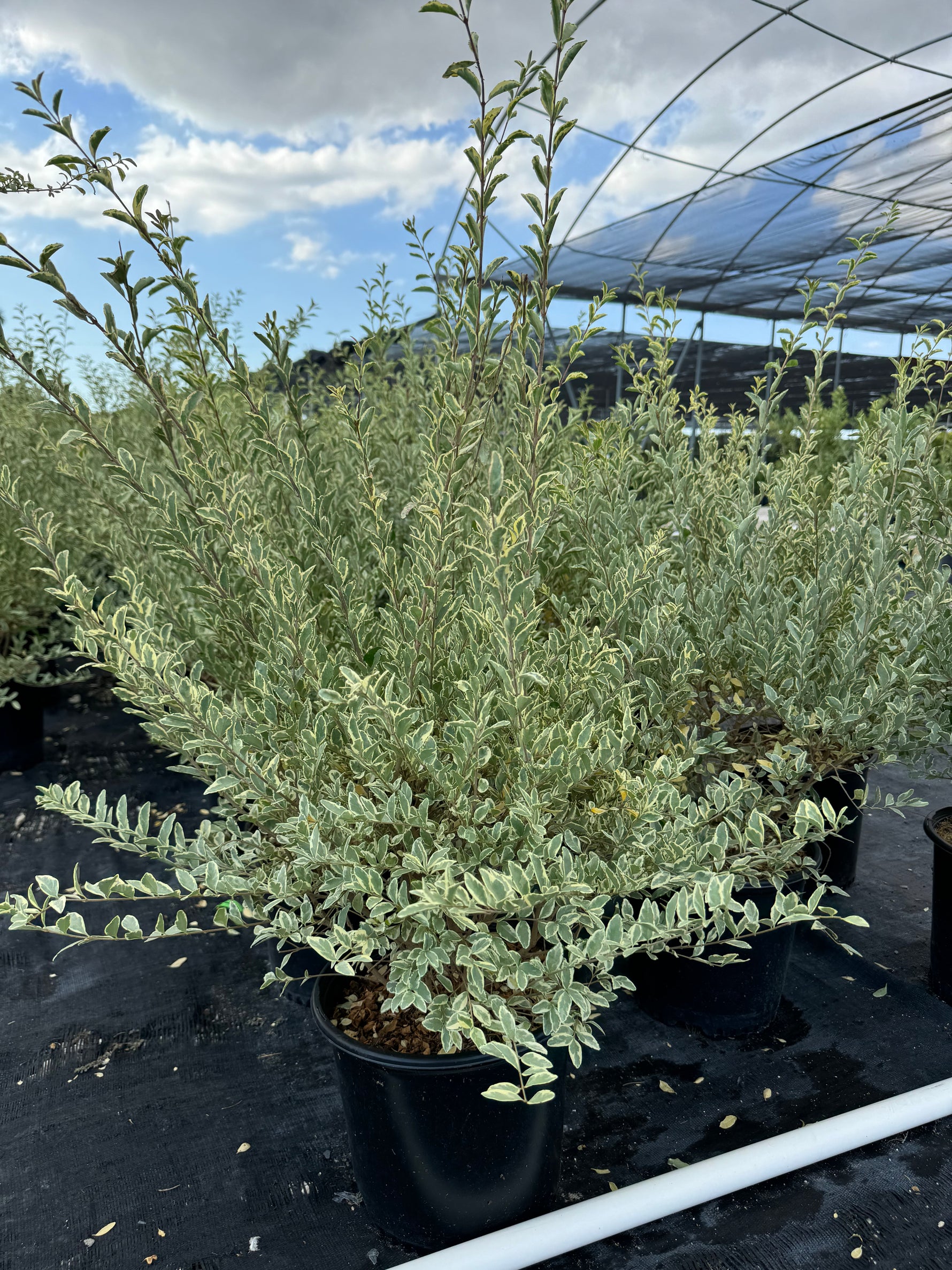 Ligustrum Sinense Variegated Privet Tree | Eureka Farms