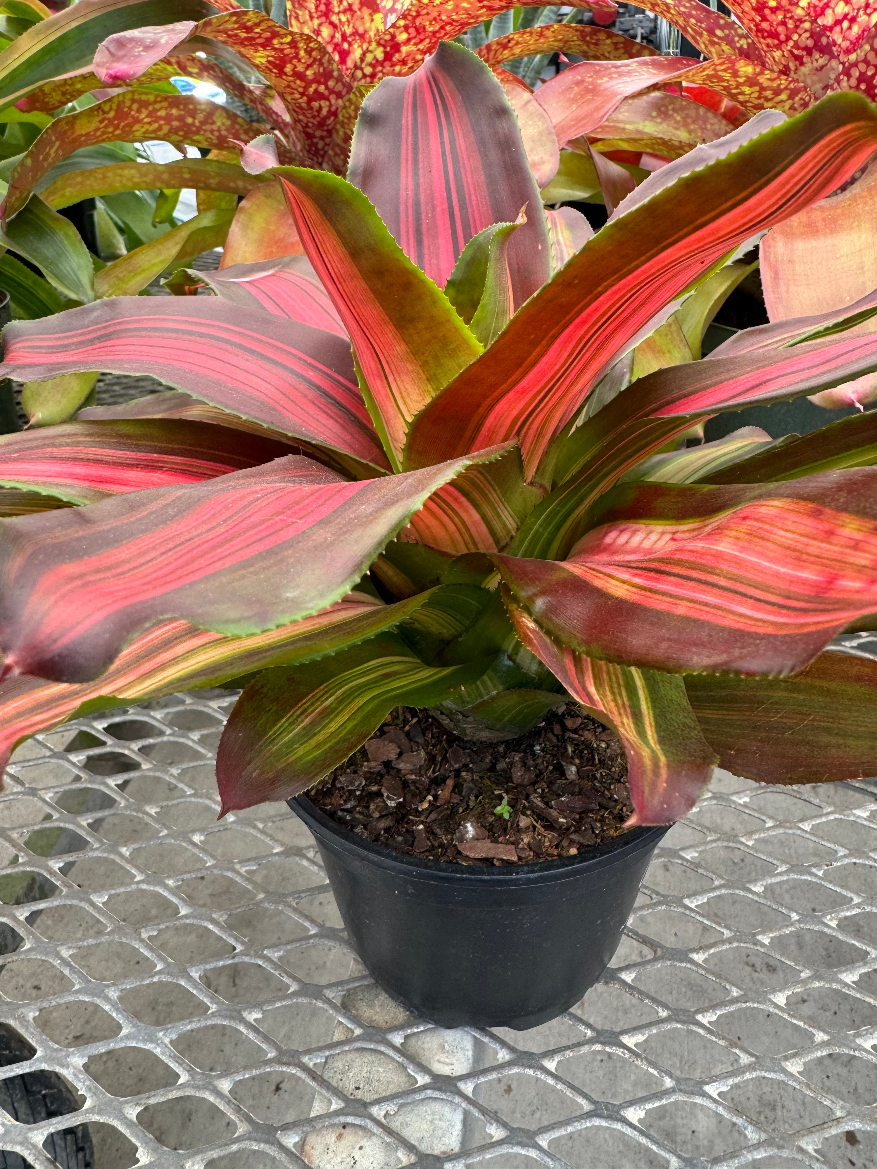 Bromeliad, Neoregelia Sangria Red Wine – Eureka Farms