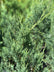 Burkii Eastern Red Cedar Juniper Tree | Buy 9pcs and SAVE – Eureka Farms