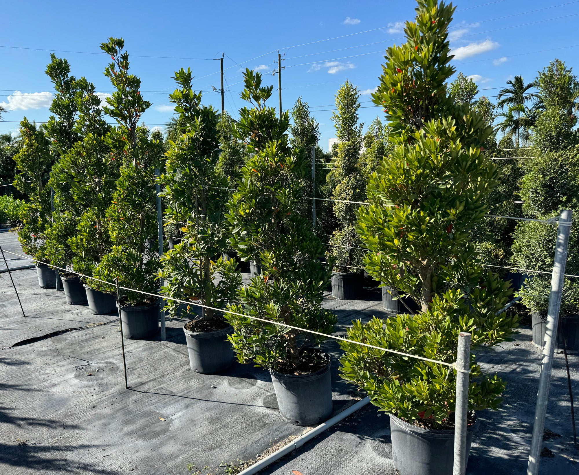 Buy Topiary Spiral Japanese Blueberry Tree | Eureka Farms
