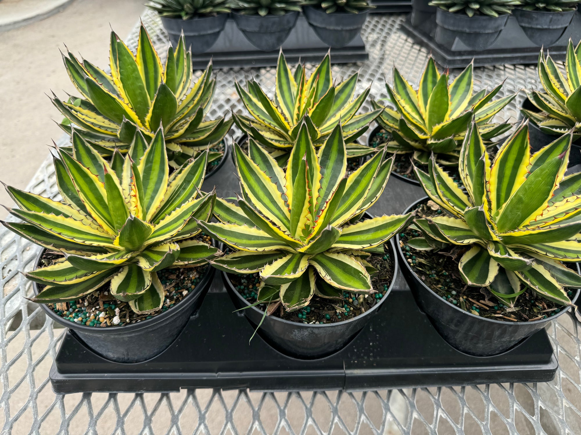 Buy Agave lophantha Quadricolor | Eureka Farms