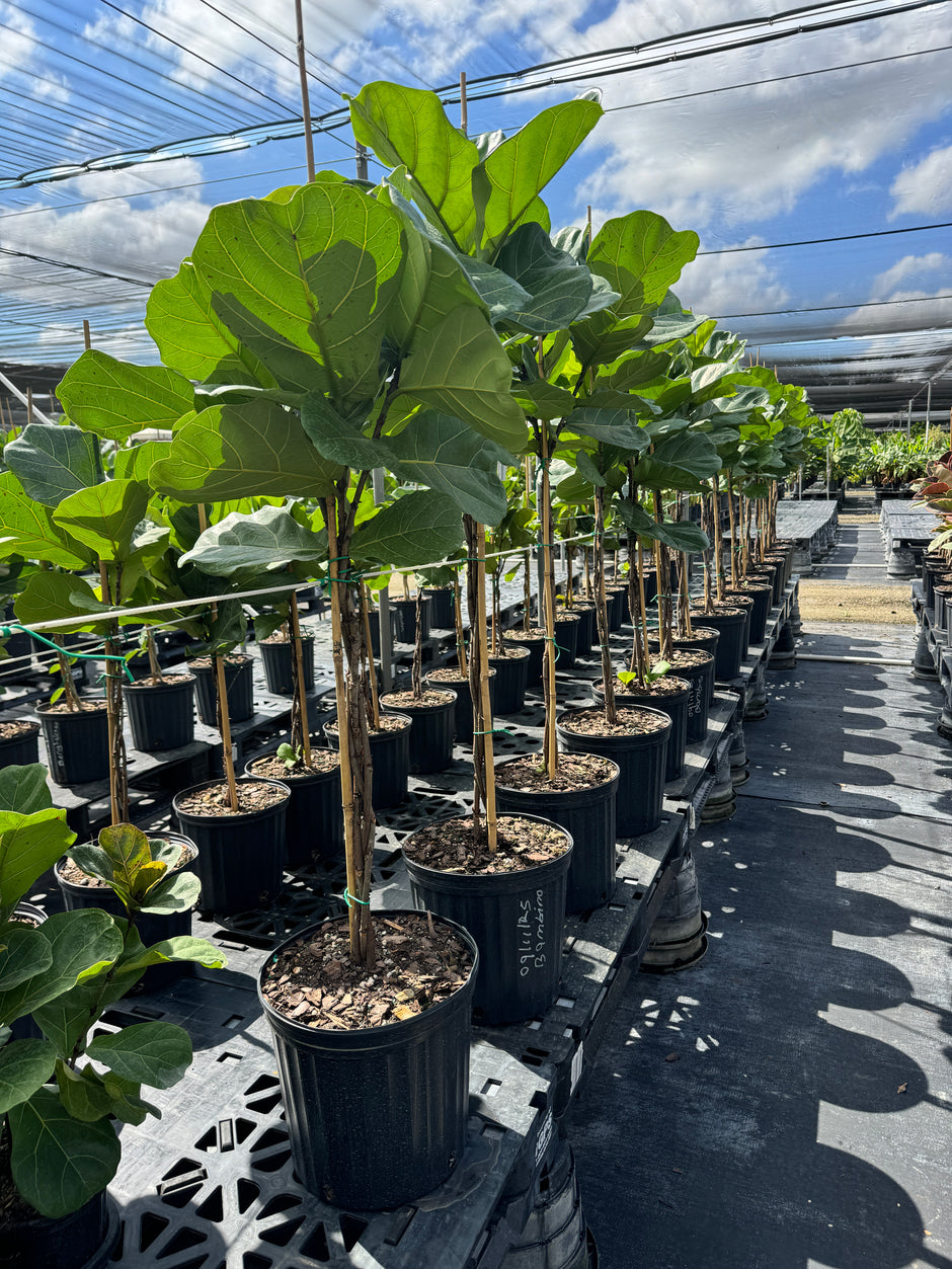 Shop Our Collection of Fiddle Leaf Fig Tree | Eureka Farms