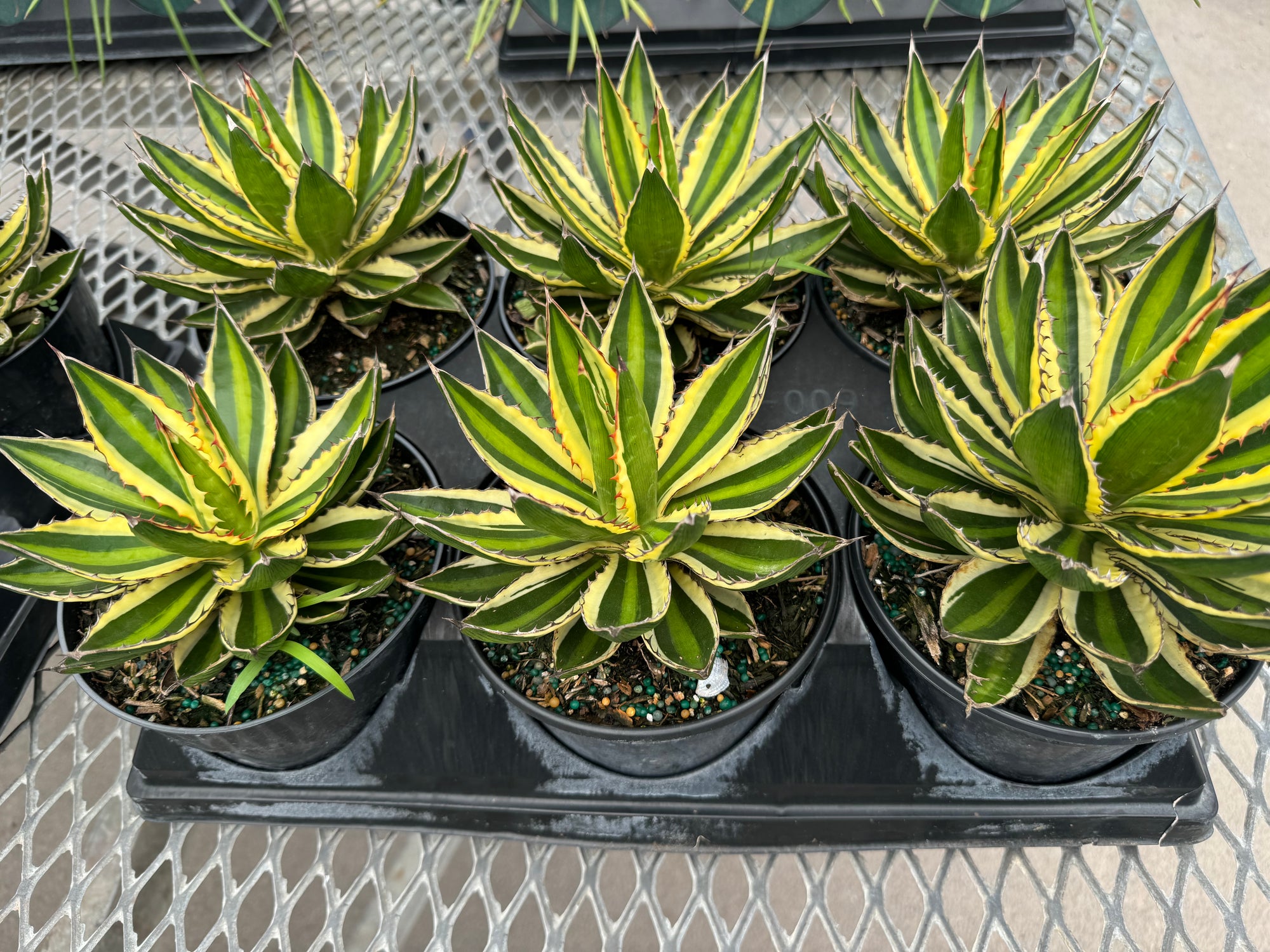 Buy Agave lophantha Quadricolor | Eureka Farms