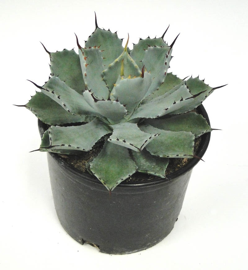 Agave Parryi Artichoke 'Truncata' Mescal Agave – Eureka Farms