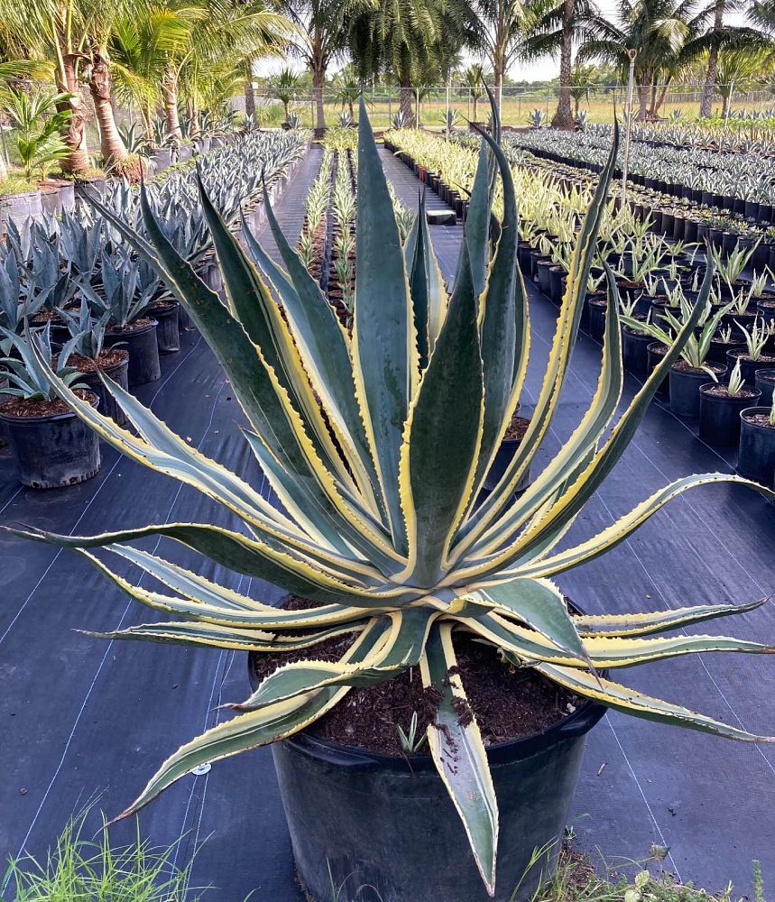 Explore Agave Americana Marginata Variegated, Century Plant | Eureka Farms