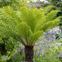 Australian Tree Fern – Eureka Farms