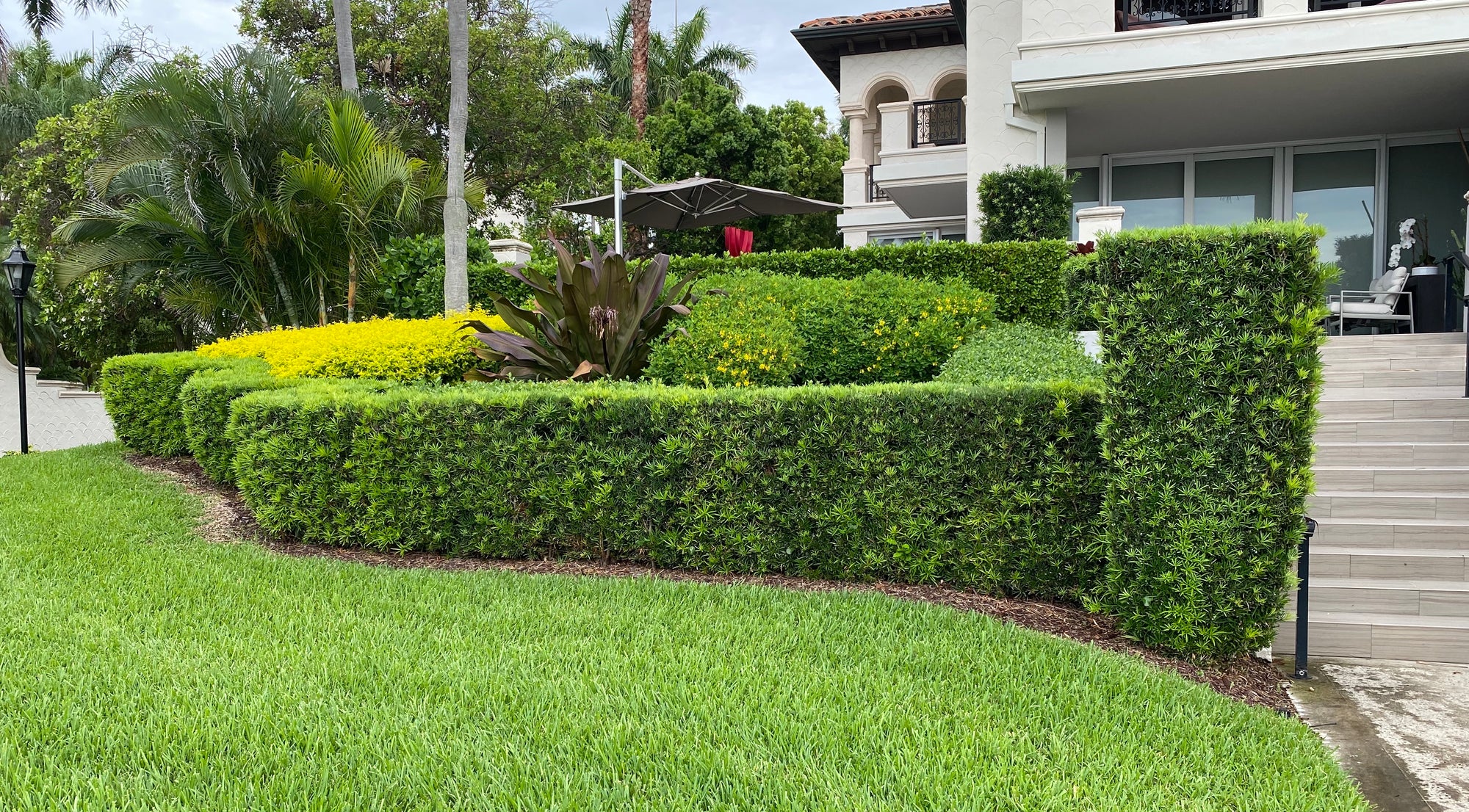 Buy Yew Podocarpus Bush Maki, Japanese Yew | Eureka Farms