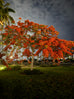 Royal Poinciana Flamboyant Tree - Flame Tree | Eureka Farms