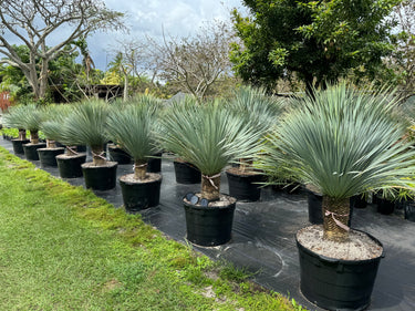 Yucca Rostrata Beaked Yucca, Desert Jewel Palm – Eureka Farms