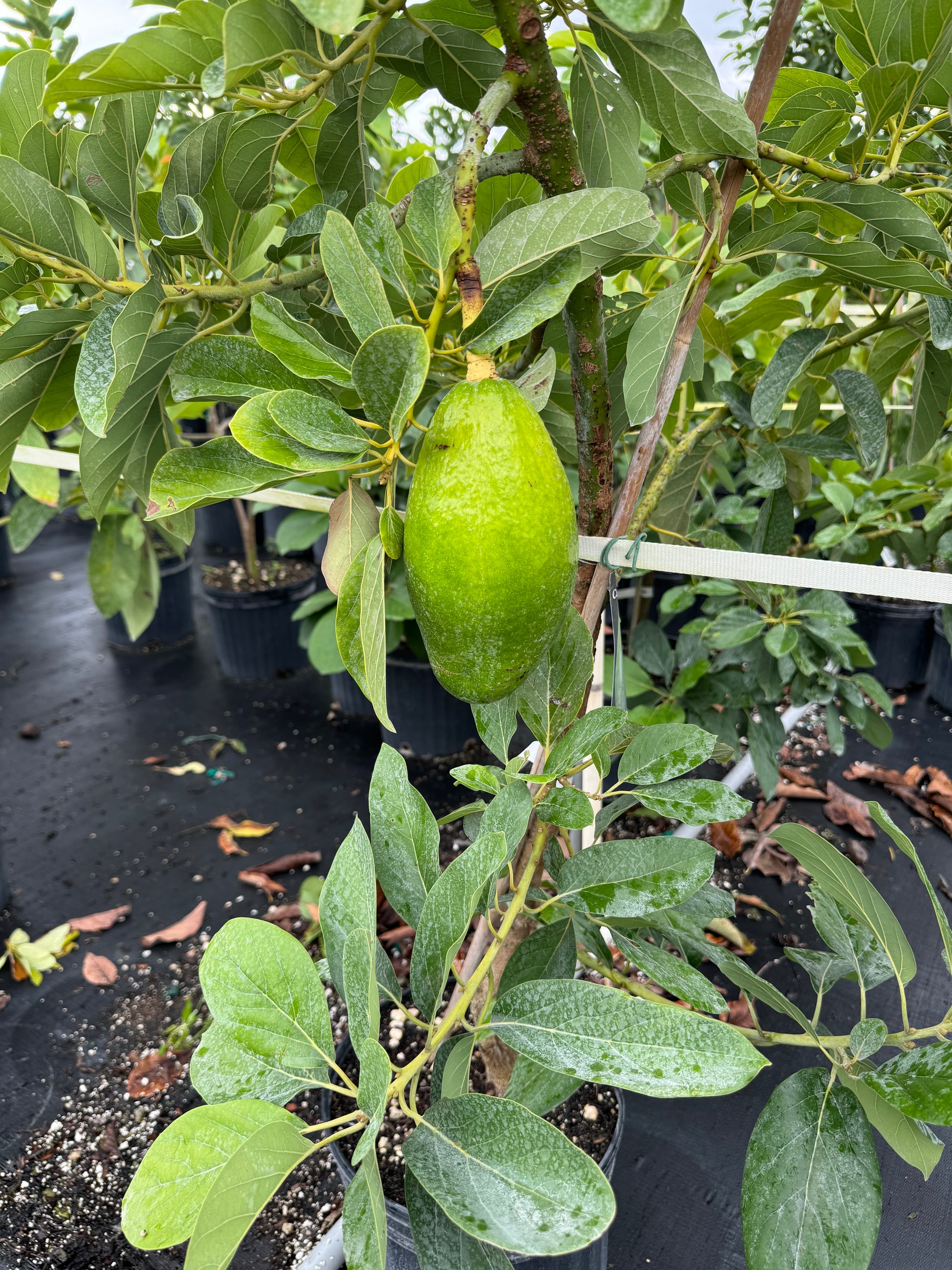 Buy Avocado Fruit Tree Cold Hardy | Eureka Farms