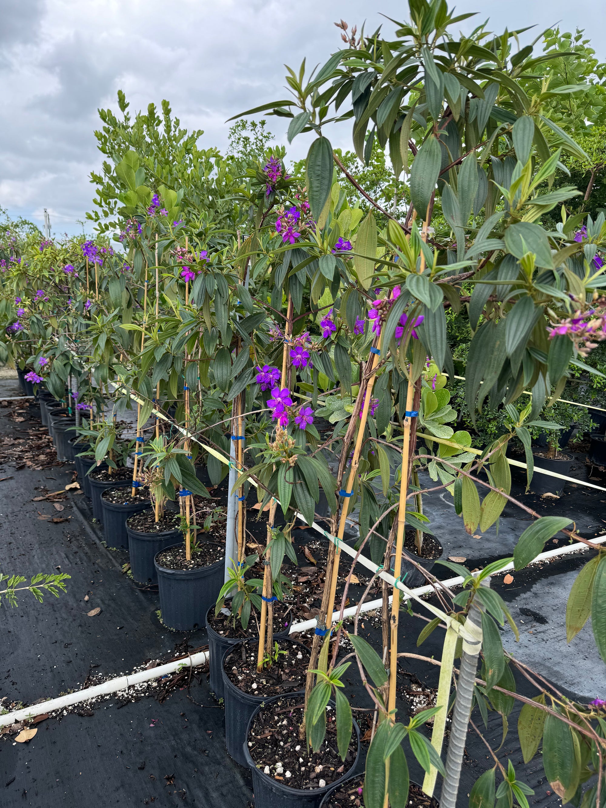 Purple Glory Flowering Tree Tibouchina – Eureka Farms