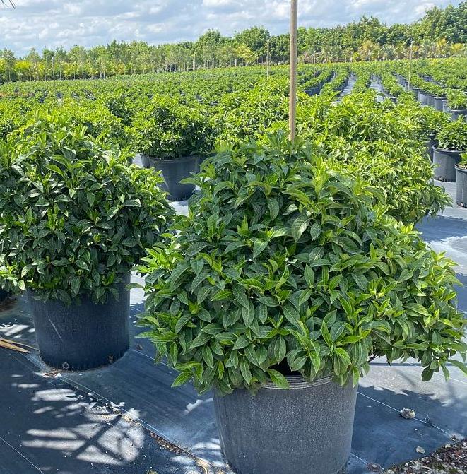Shop Our Bahama Wild Coffee Tree | Eureka Farms
