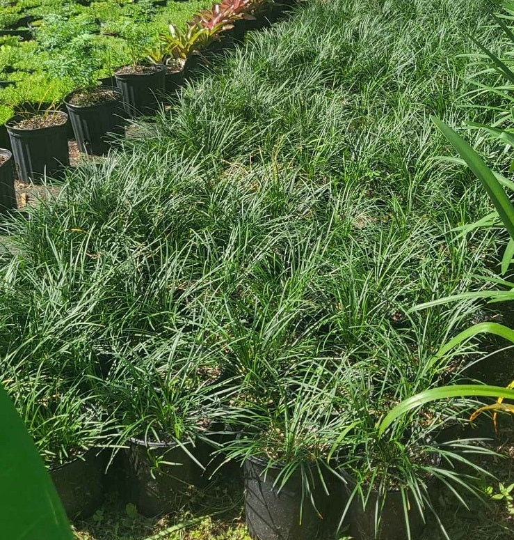 Dwarf Mondo Monkey Grass | Buy 9pcs Save More – Eureka Farms