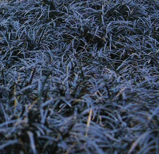 Black Mondo Grass | Buy 9pcs and Save More – Eureka Farms