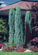 Juniperus scopulorum 'Medora' Rocky Mountain Juniper Tree | Eureka Farms