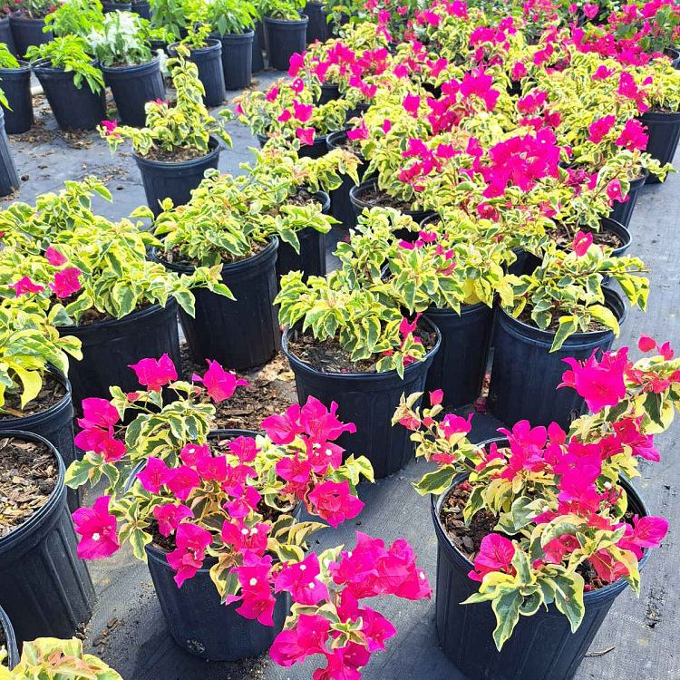 Bougainvillea Variegated Red Flower Tree in Trellis, Raspberry Ice Flo ...