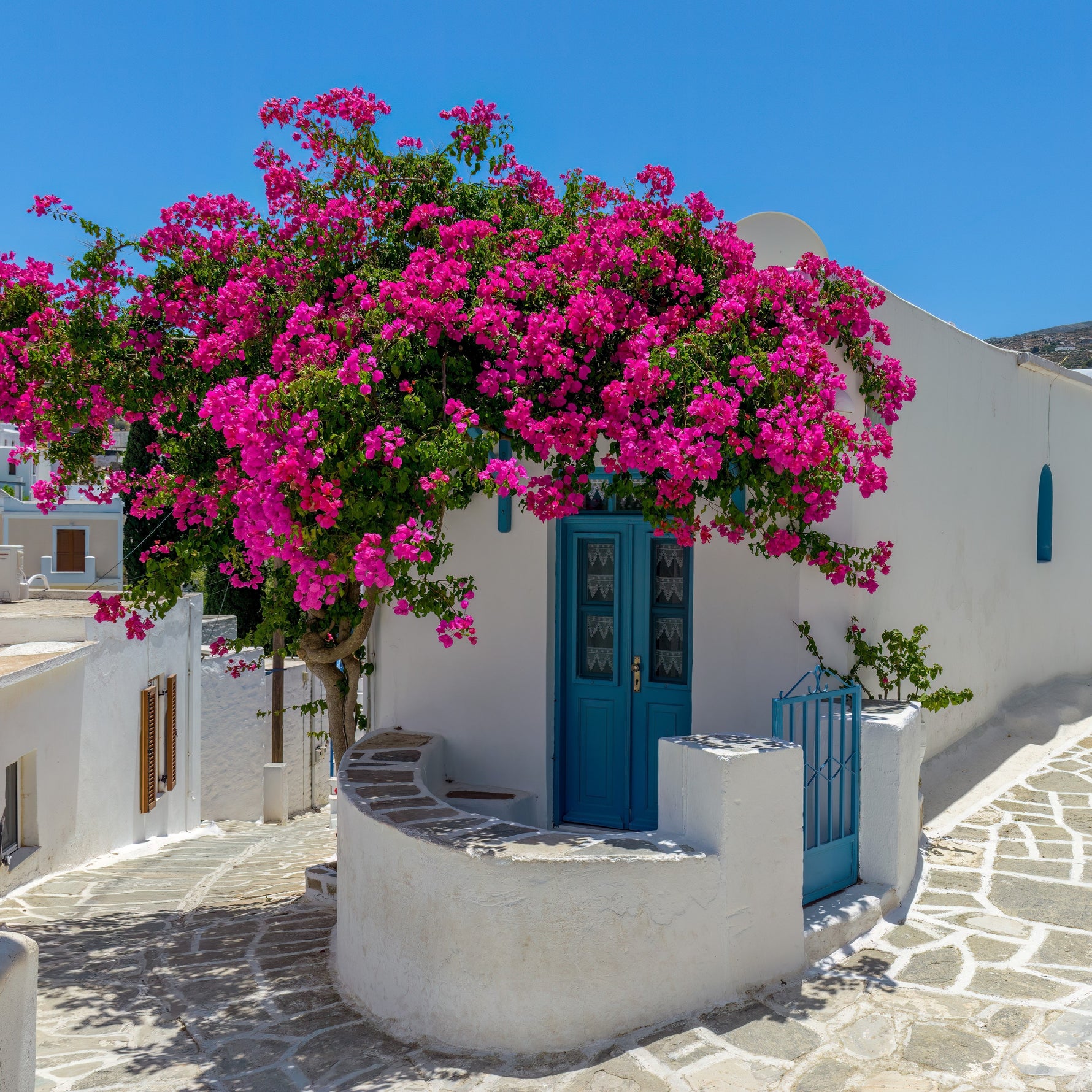 Buy Bougainvillea Plant for Stunning Landscapes | Eureka Farms