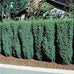 Buy Brodie Eastern Red Cedar Evergreen Tree | Eureka Farms