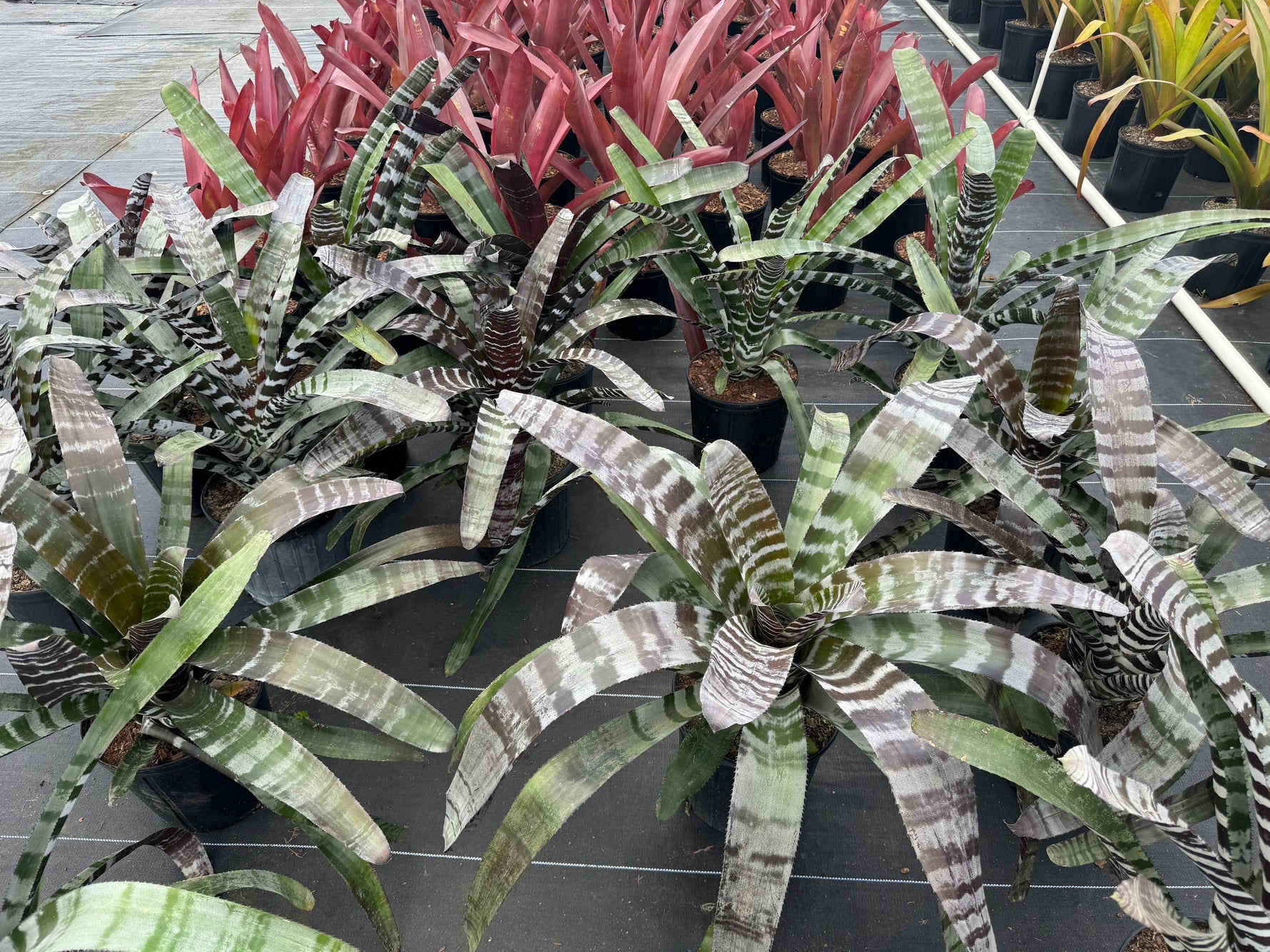 Bromeliad Aechmea Chantinii 'Black Paradise' | Eureka Farms