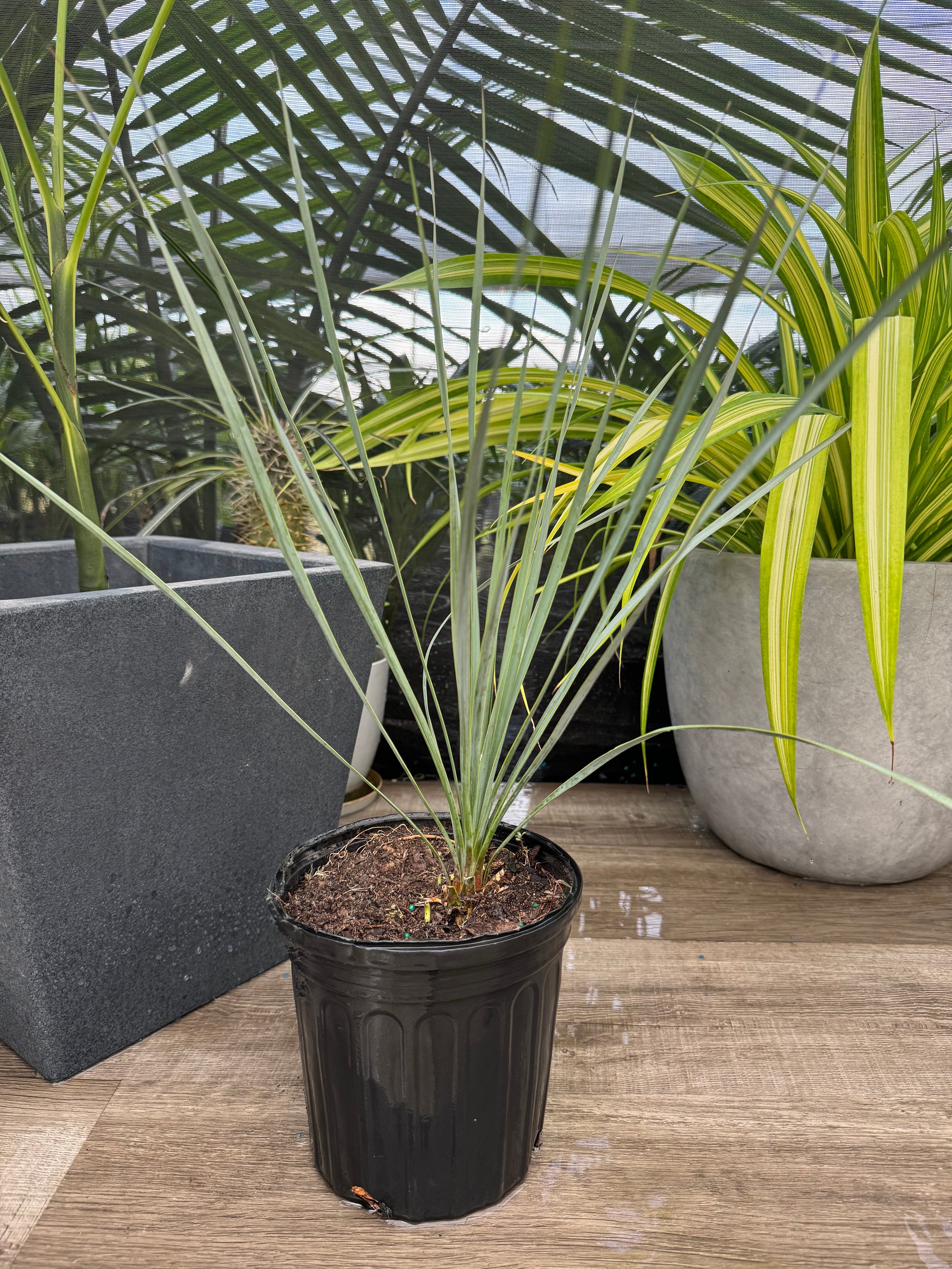 Yucca Rostrata Beaked Yucca – Eureka Farms