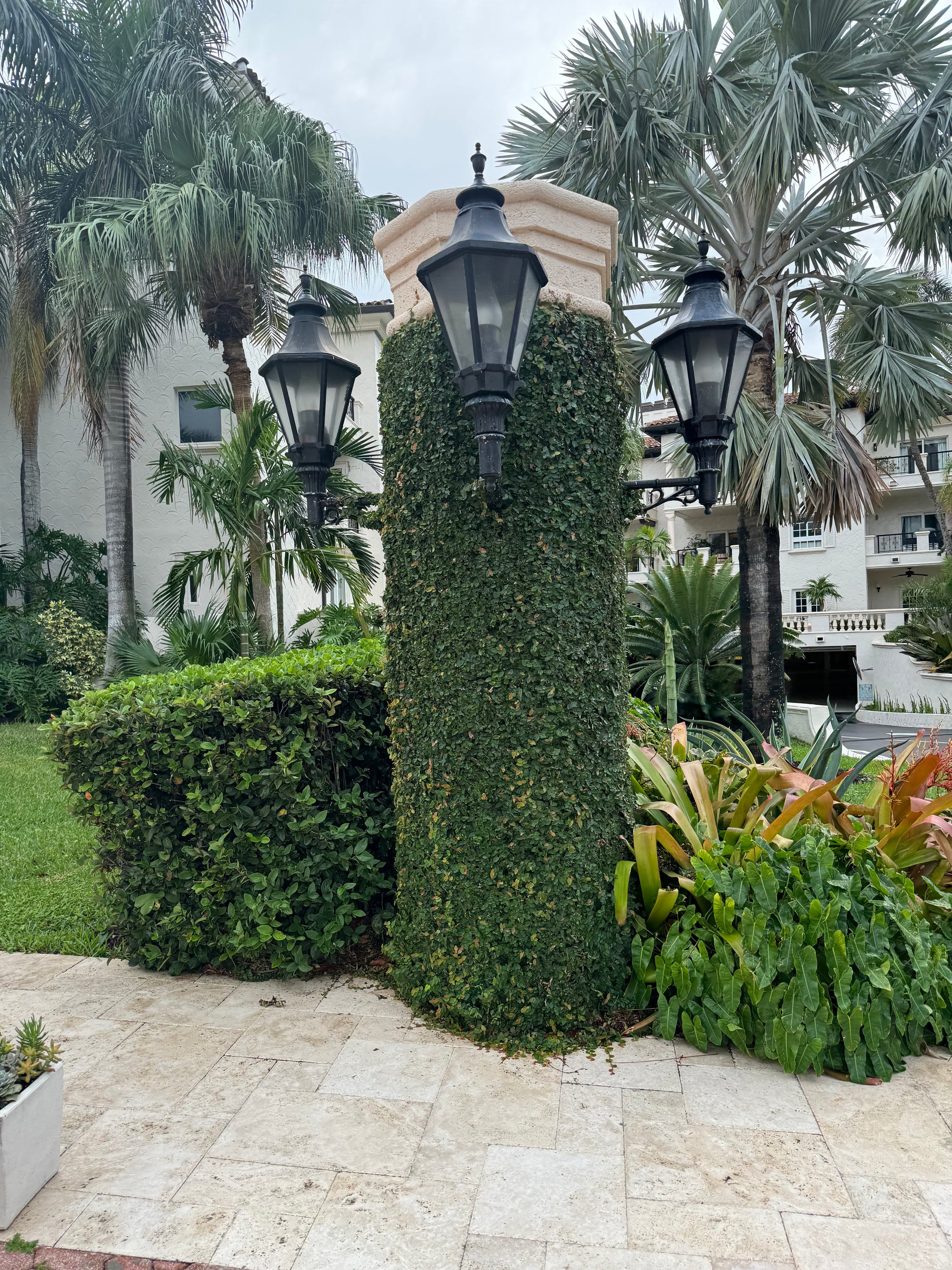 Ficus Pumila, Creeping Fig Ivy | Eureka Farms