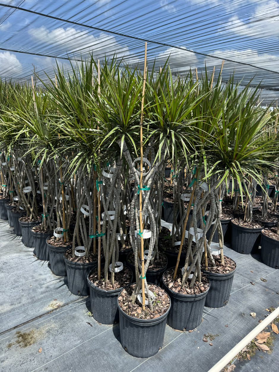 Braided Plants for Sale - Unique Indoor Trees | Eureka Farms