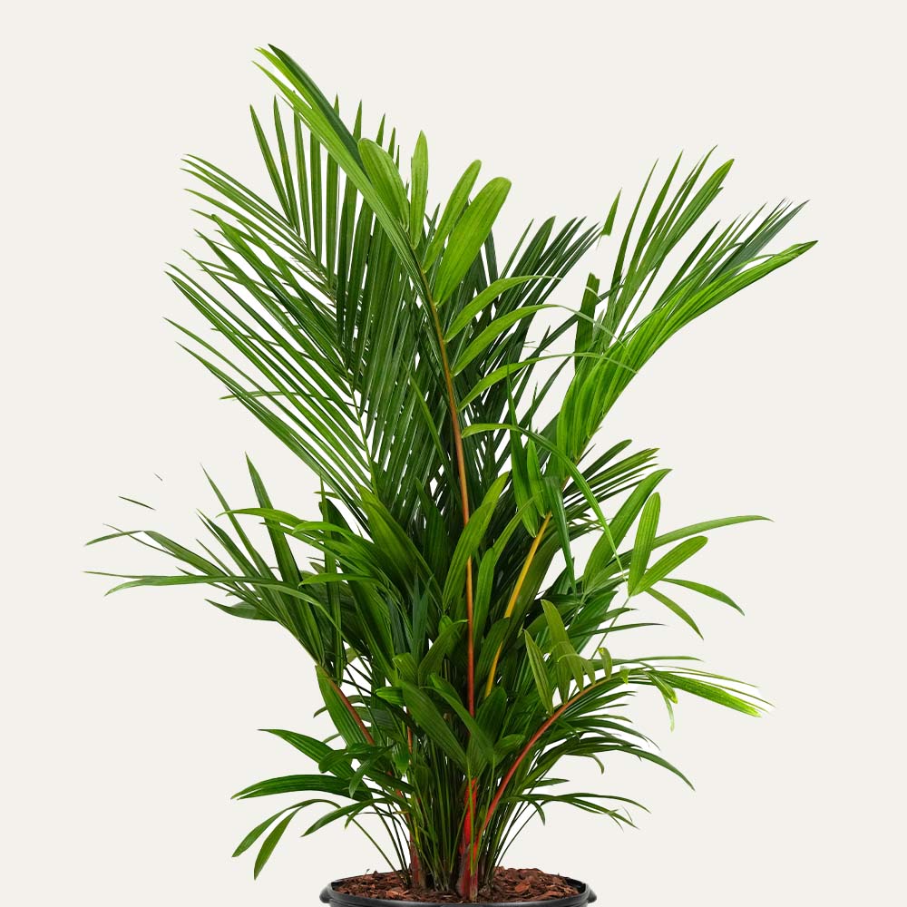 Live Tropical Plants For Home, Patio & Landscape | Eureka Farms