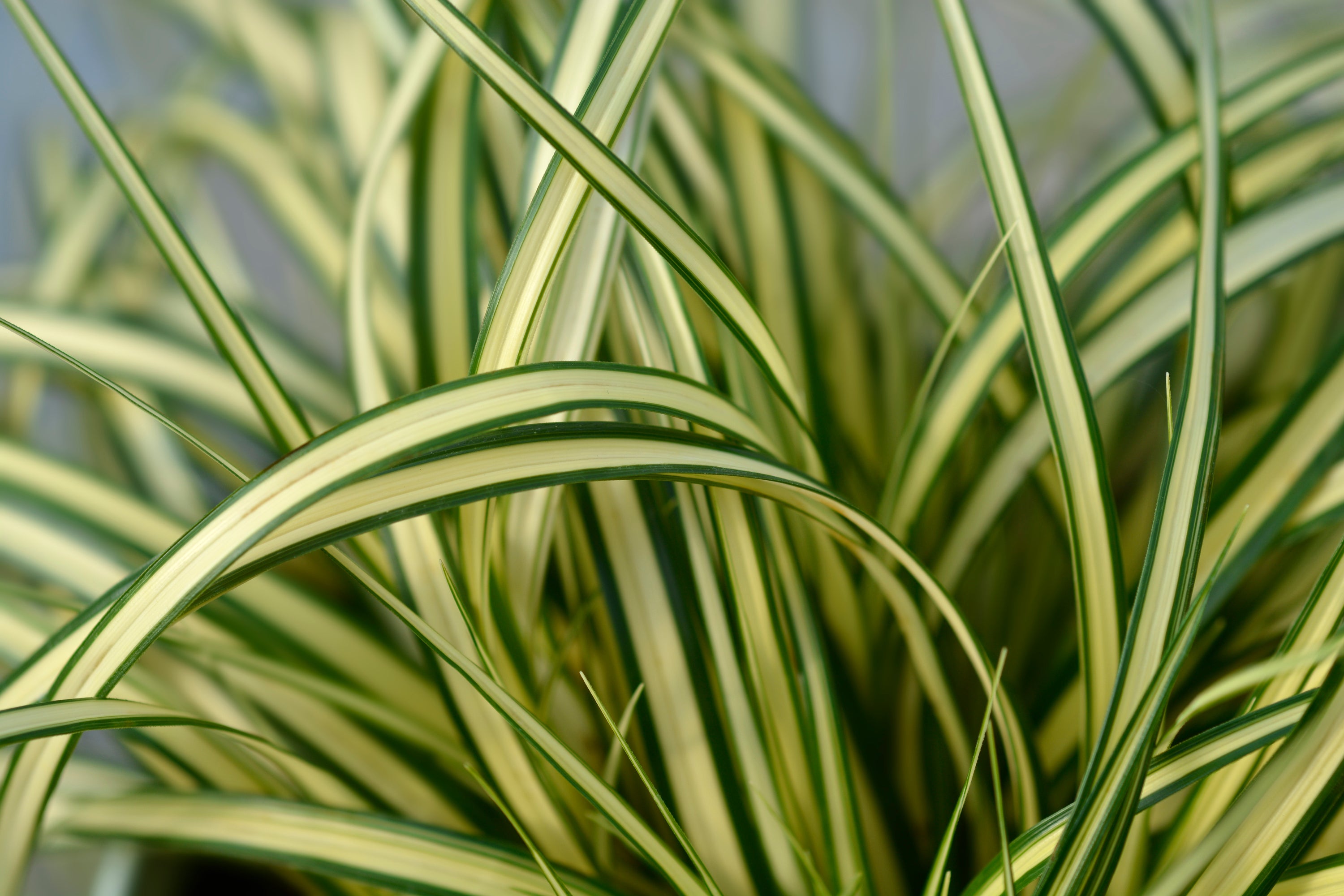 Carex Evergold Japanese Sedge Grass – Eureka Farms
