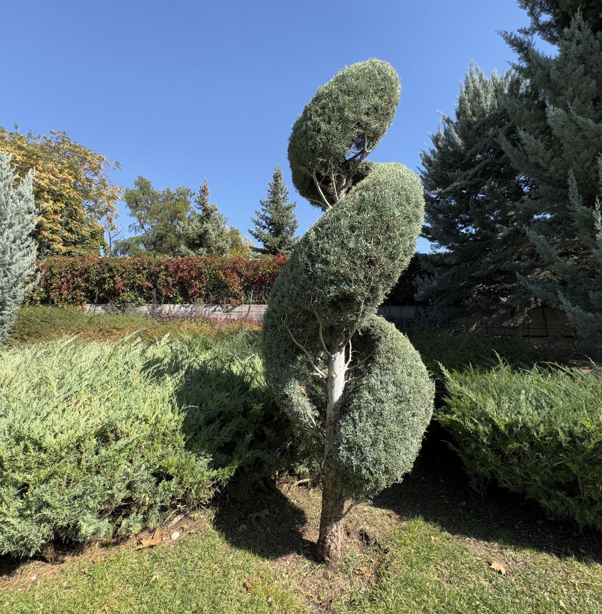 Explore Our Tree Form Spiral Topiary Blue Ice Arizona Cypress – Eureka ...
