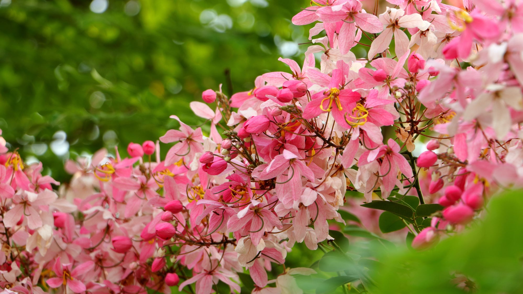 Cassia Bakeriana Pink Showers Flower Tree | Eureka Farms