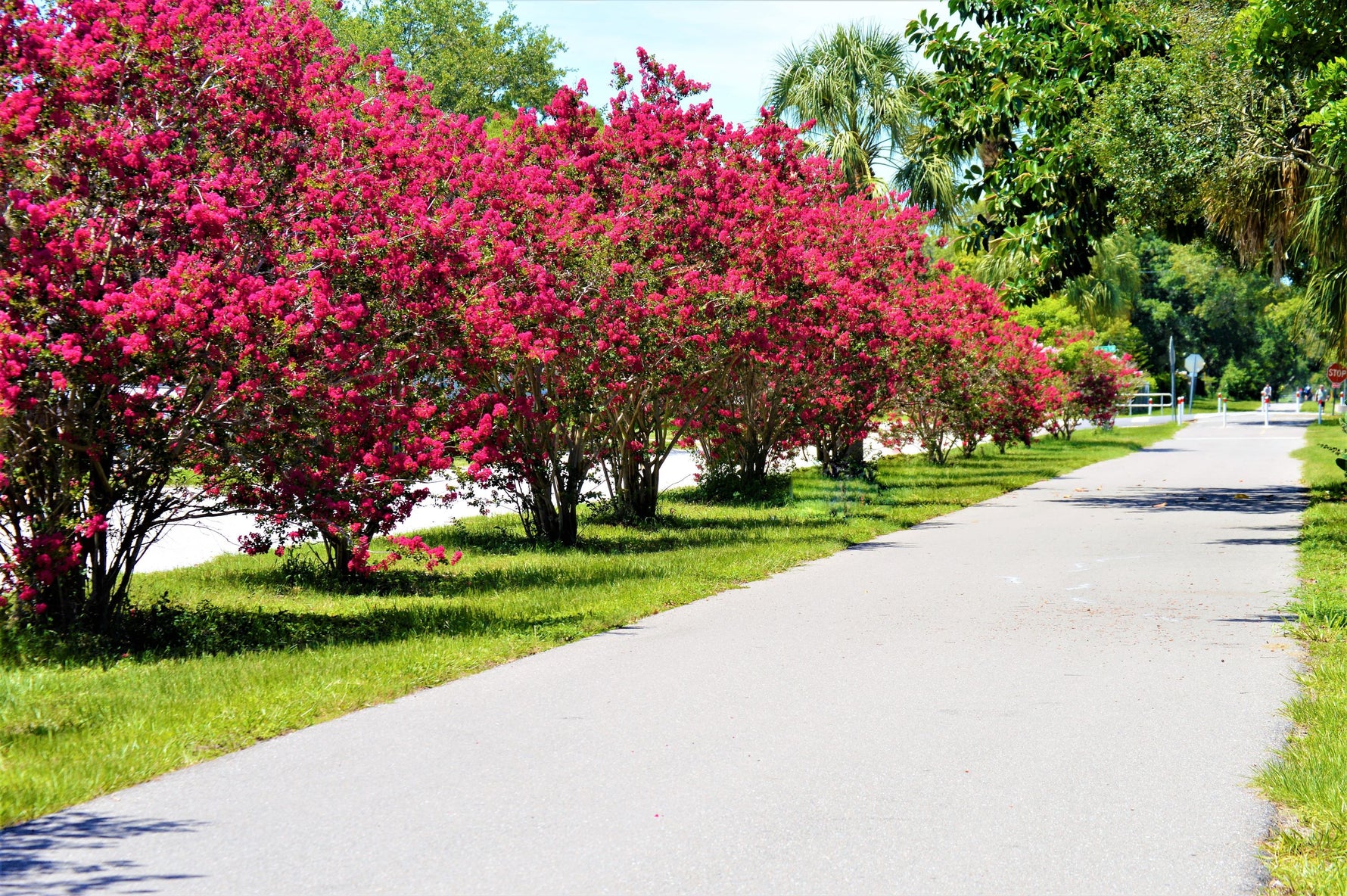 Buy Crape Myrtle Dynamite Tree Red | Eureka Farms