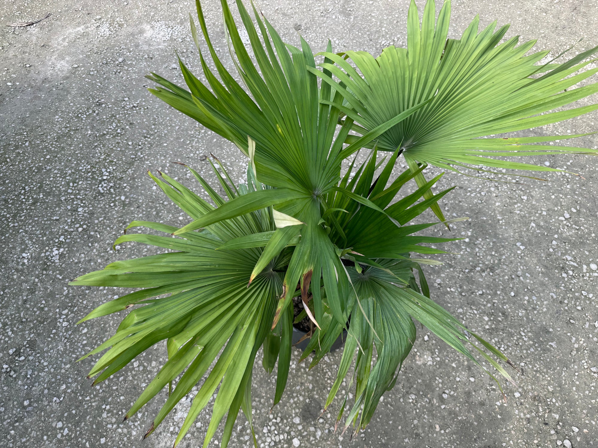 Licuala Peltata Elegans Palm Tree, Rare and Exotic | Eureka – Eureka Farms