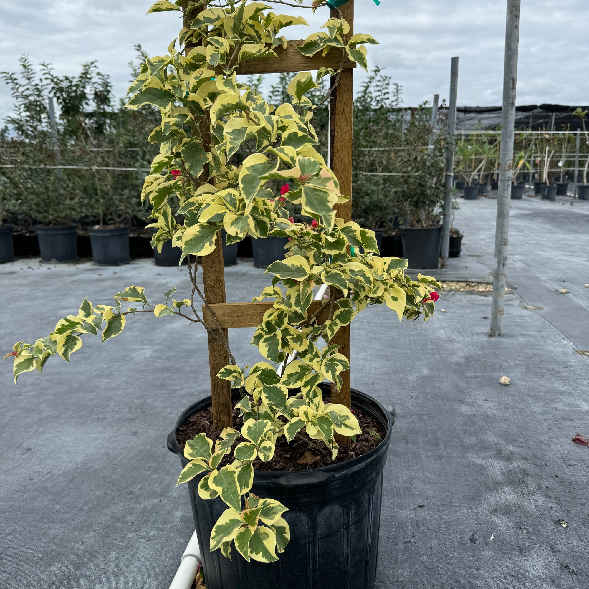 Bougainvillea Variegated Red Flower Tree in Trellis, Raspberry Ice Flo ...