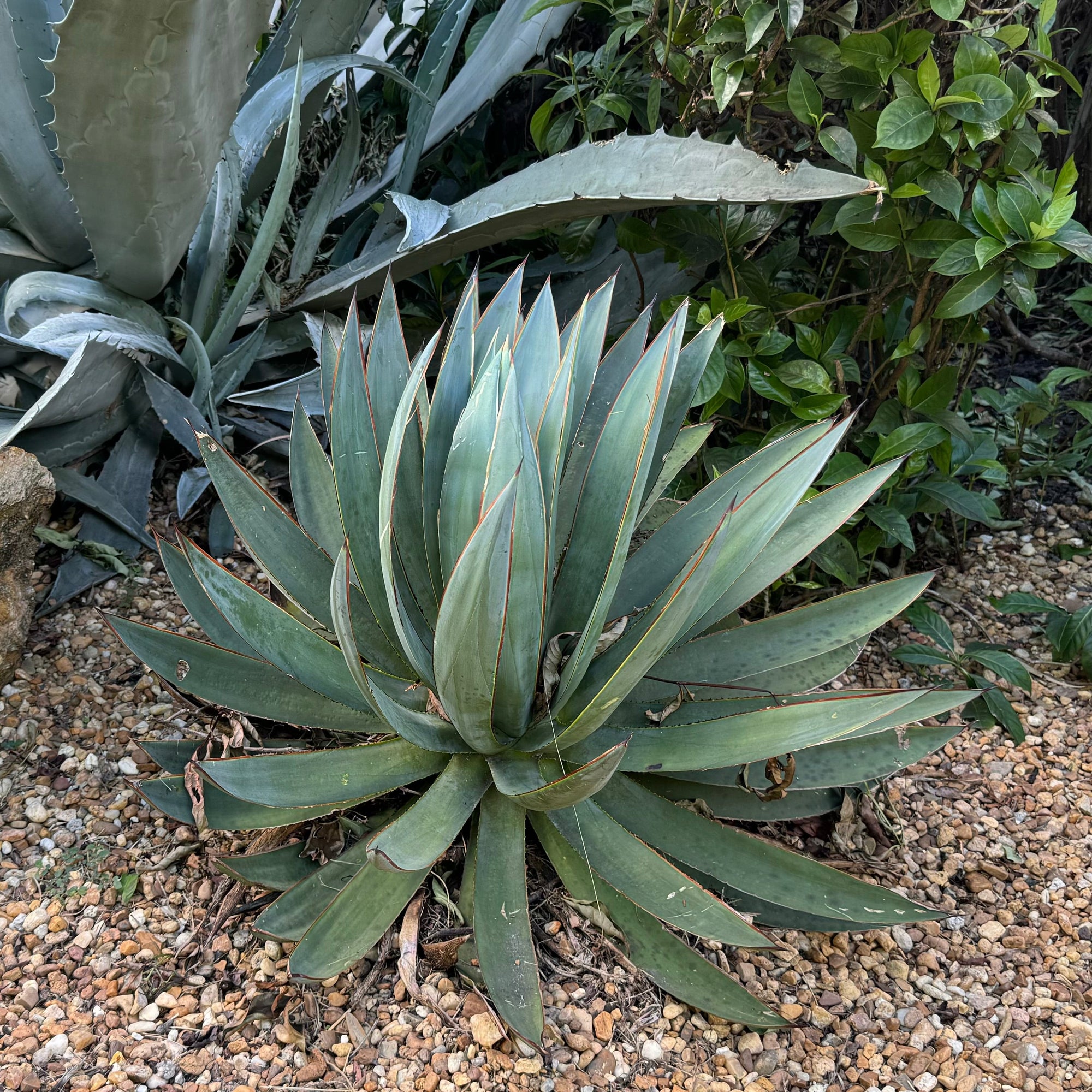 Explore Our Agave Blue Glow | Eureka Farms
