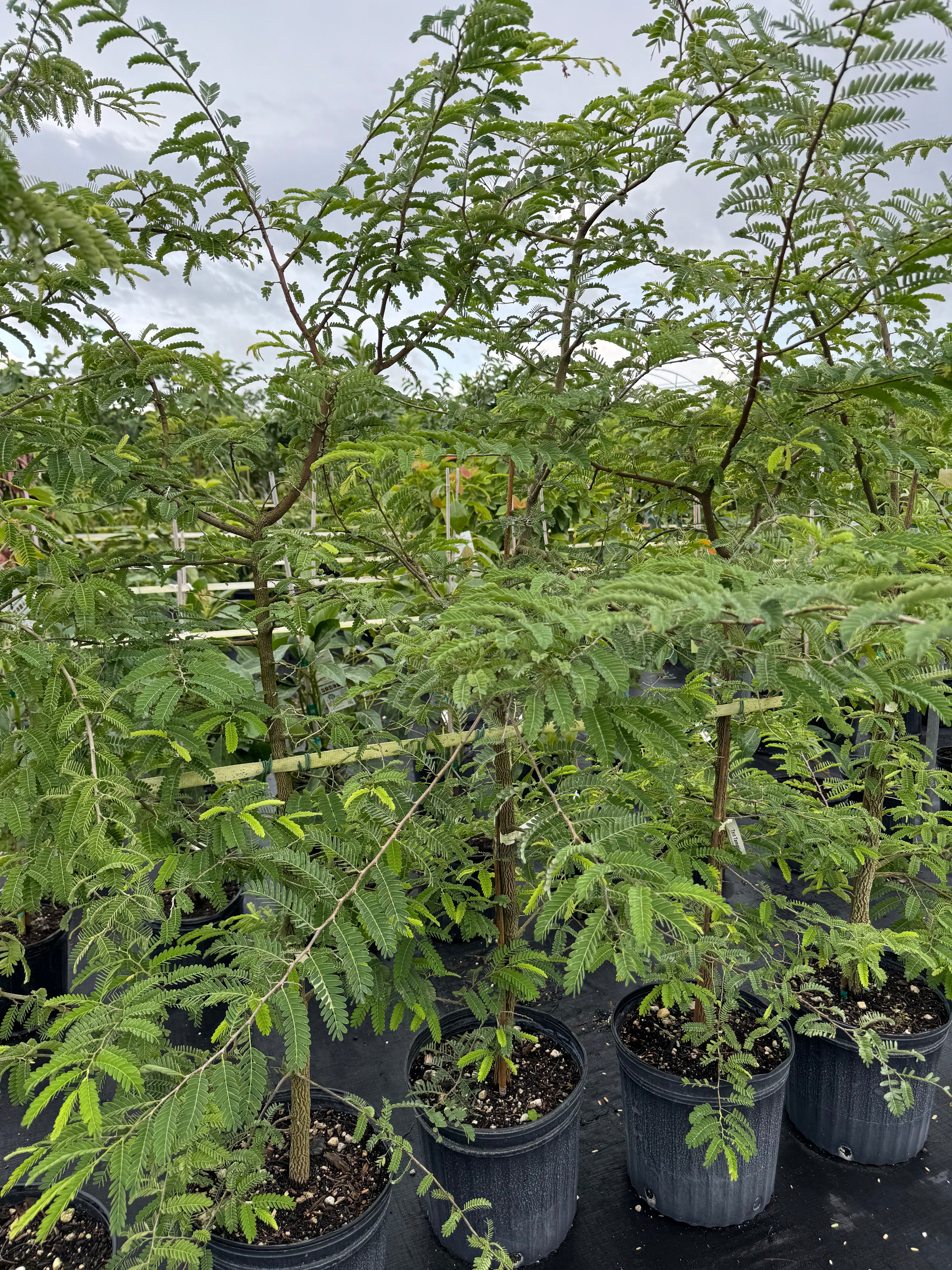 Buy Tart Tamarind Fruit Tree, Tamarindus indica | Eureka Farms