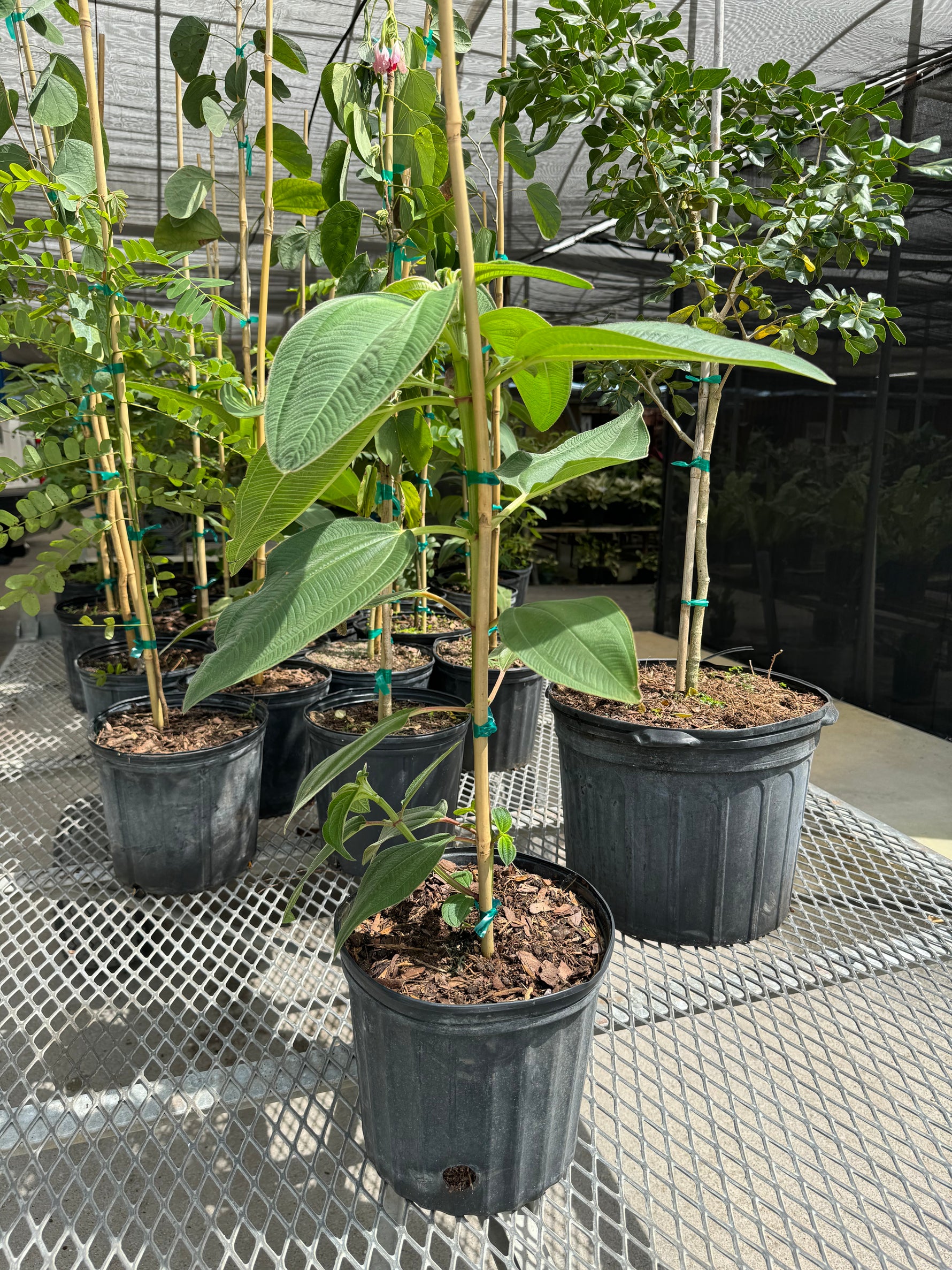 Tibouchina Grandifolia Large Leaf Princess Flowering Tree – Eureka Farms