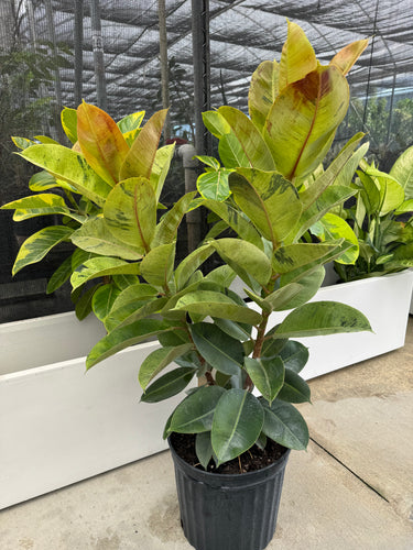 Shop Our Ficus Shivereana Moonshine Bush | Eureka Farms