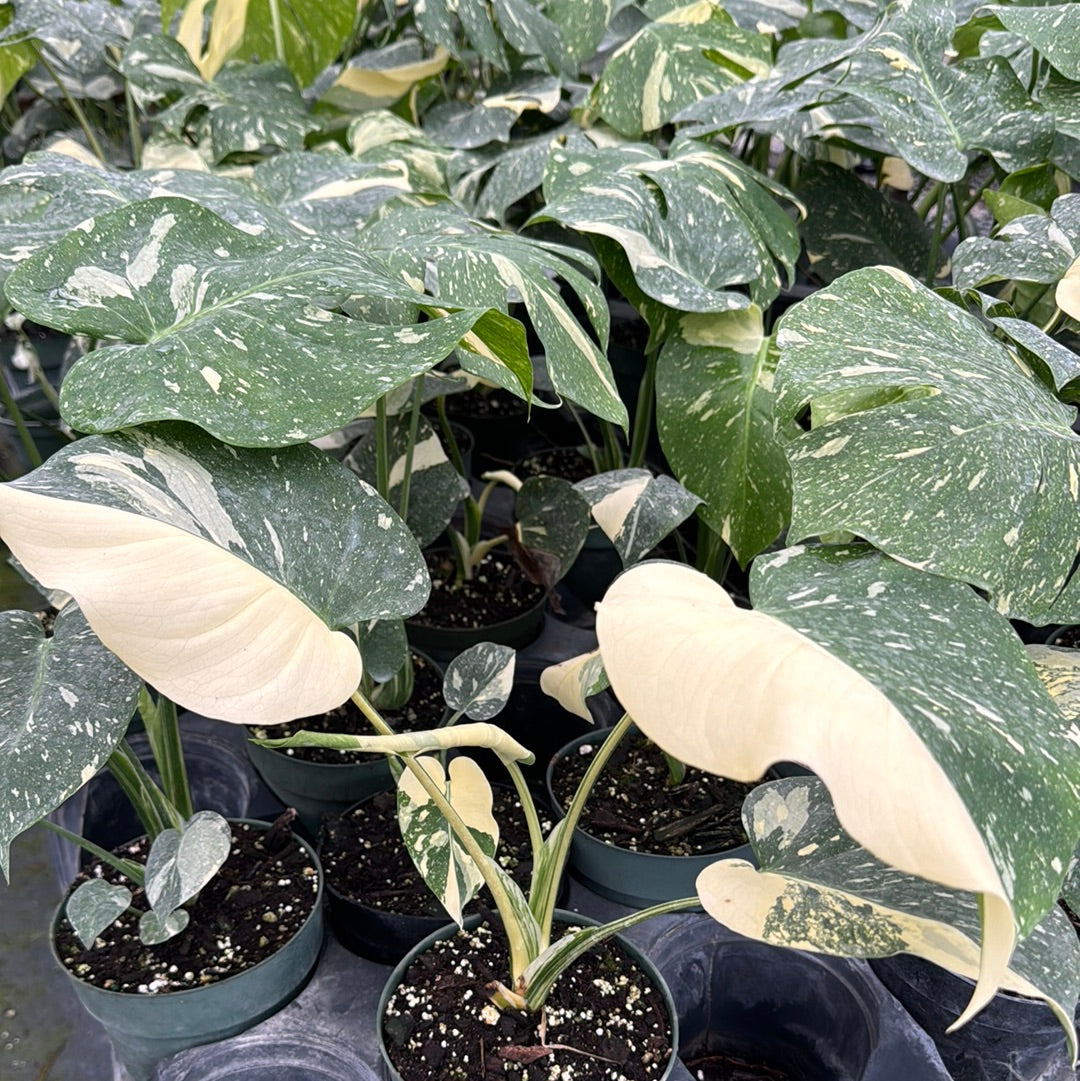 Shop Our Monstera Thai Constellation Variegated | Eureka Farms