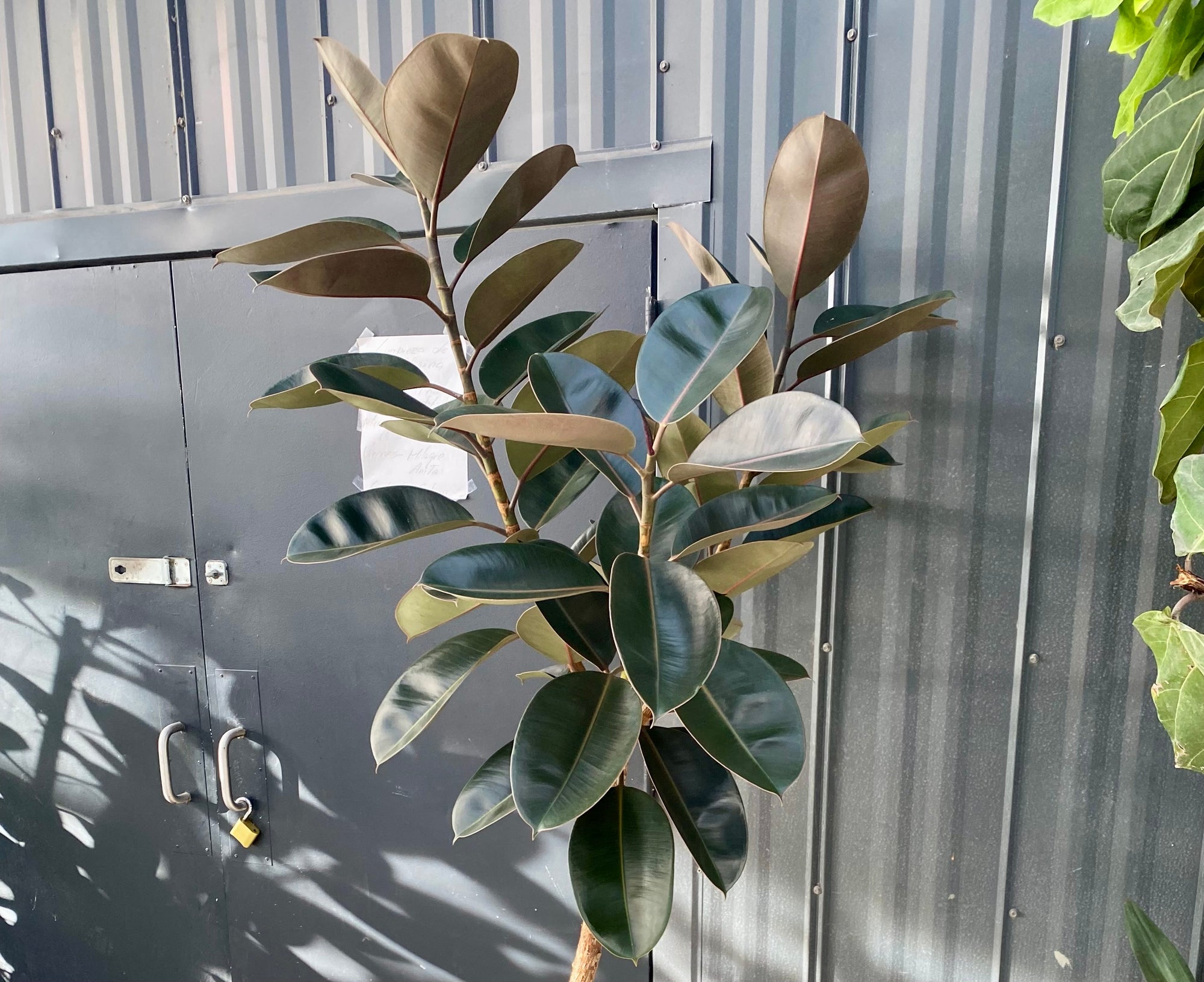 Design your Indoor Living Space, With Ficus Melany Tree Form Single ...