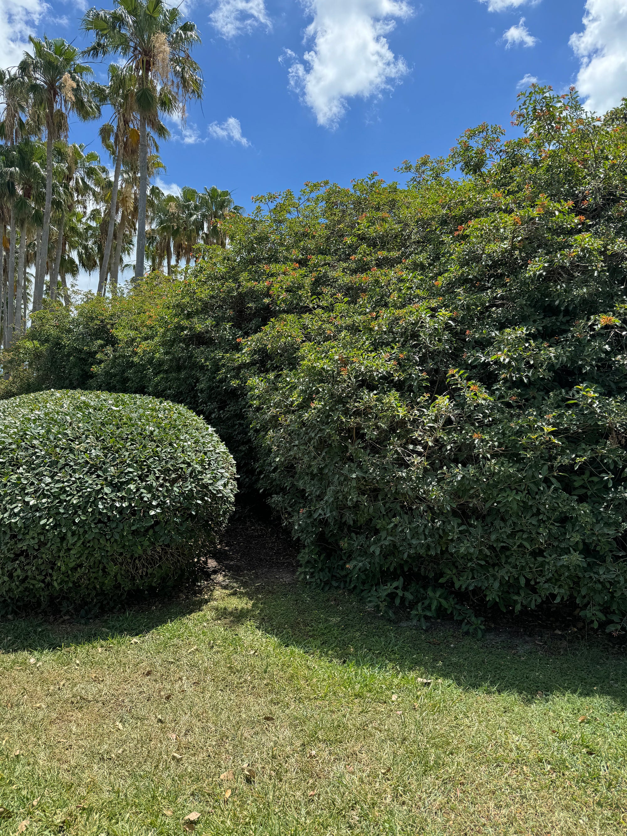 Buy Hamelia patens 'Firefly' Firebush, Hummingbird Bush | Eureka Farms